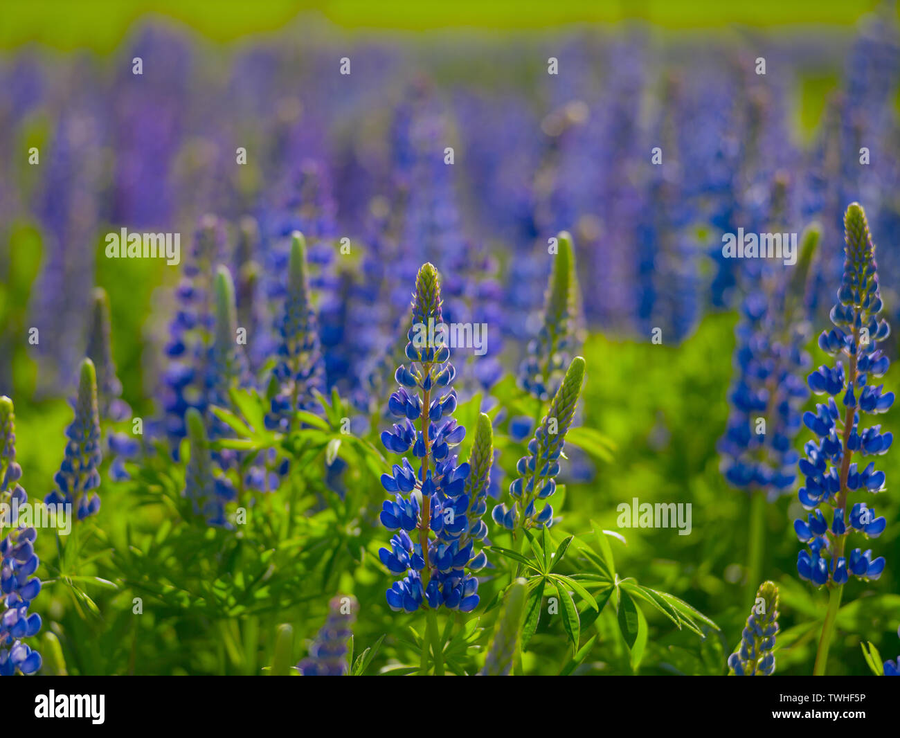 Lupins bloom hi-res stock photography and images - Alamy