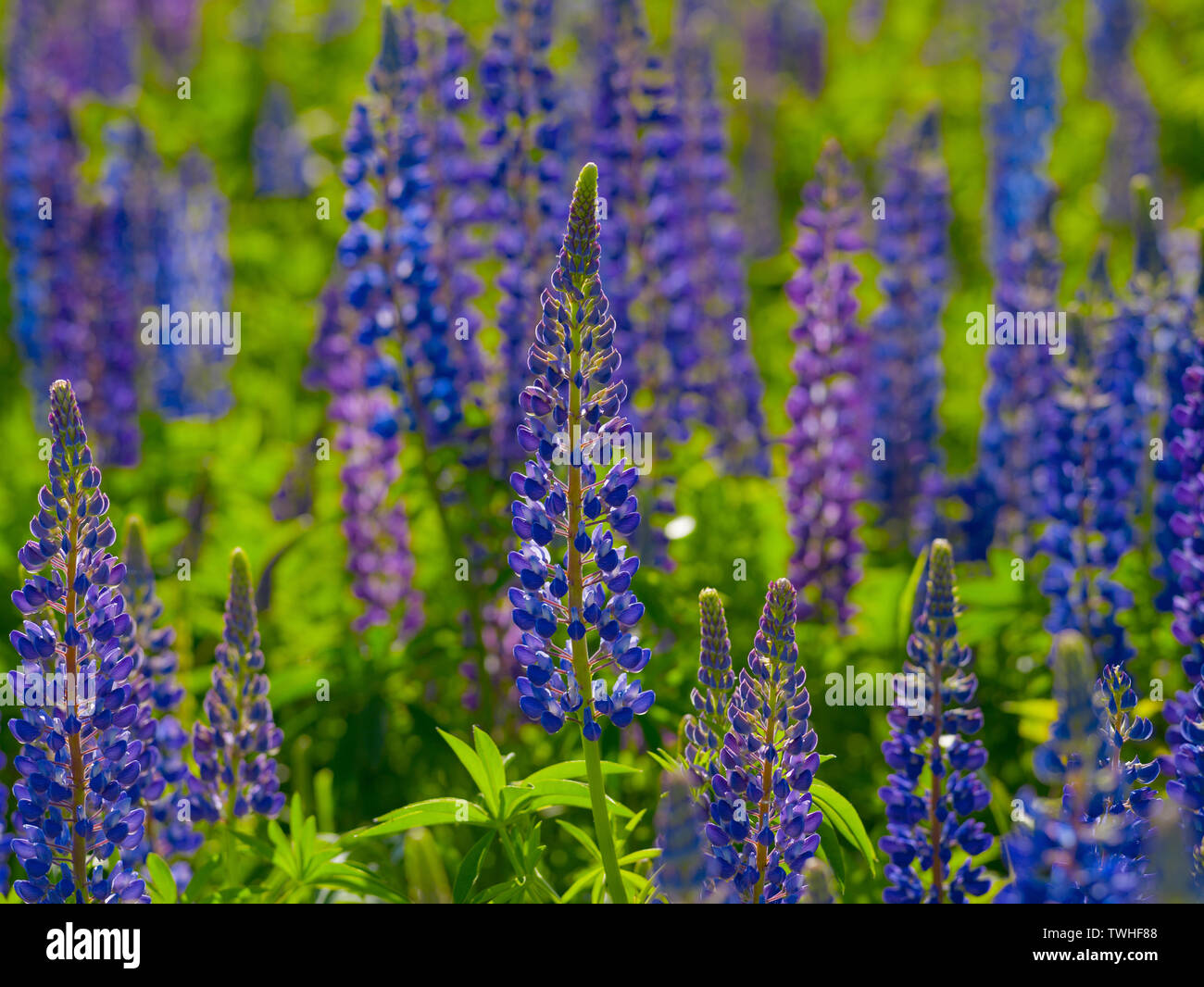 Lupins bloom hi-res stock photography and images - Alamy