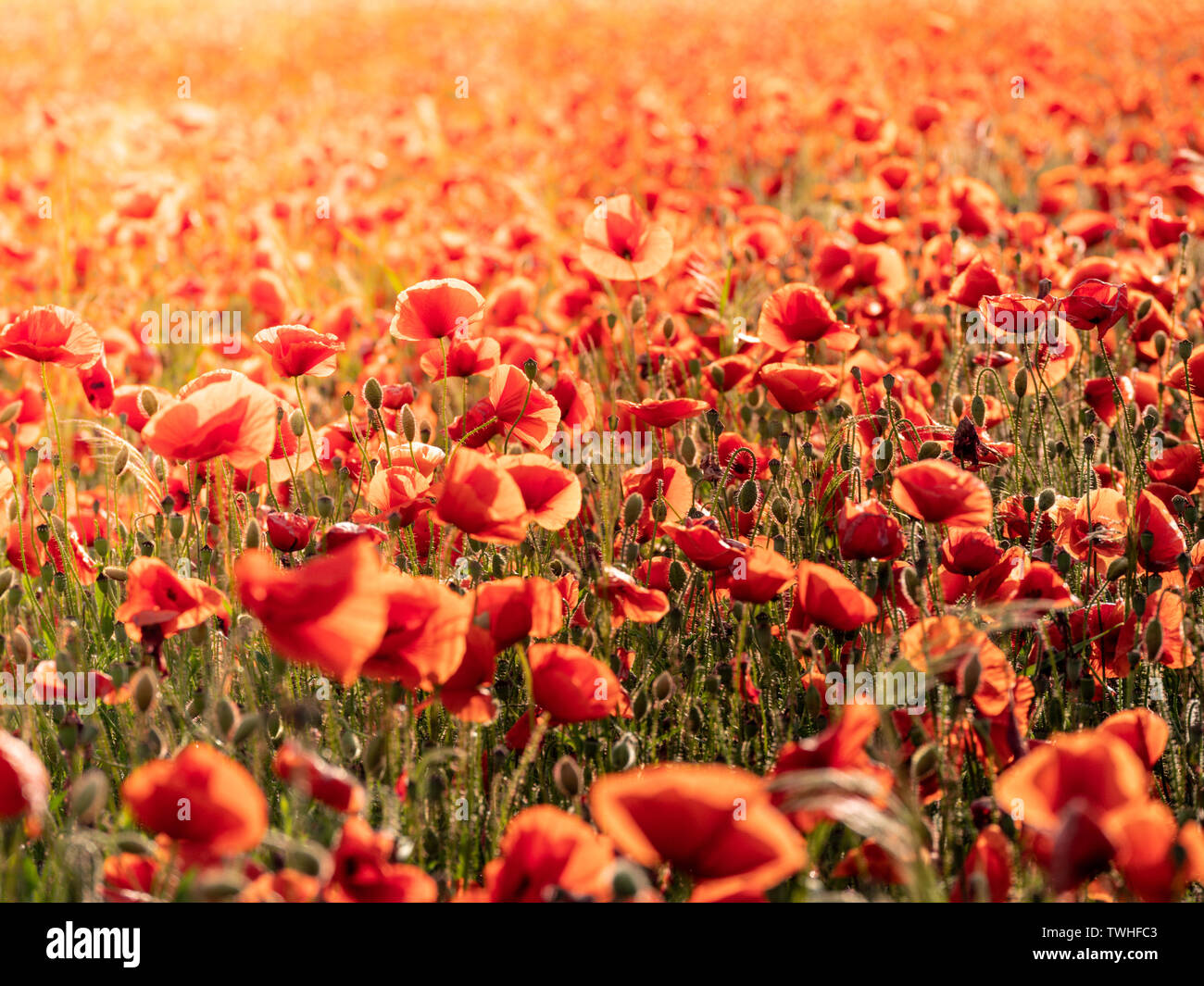 Image of huge poppy field during sunset Stock Photo - Alamy