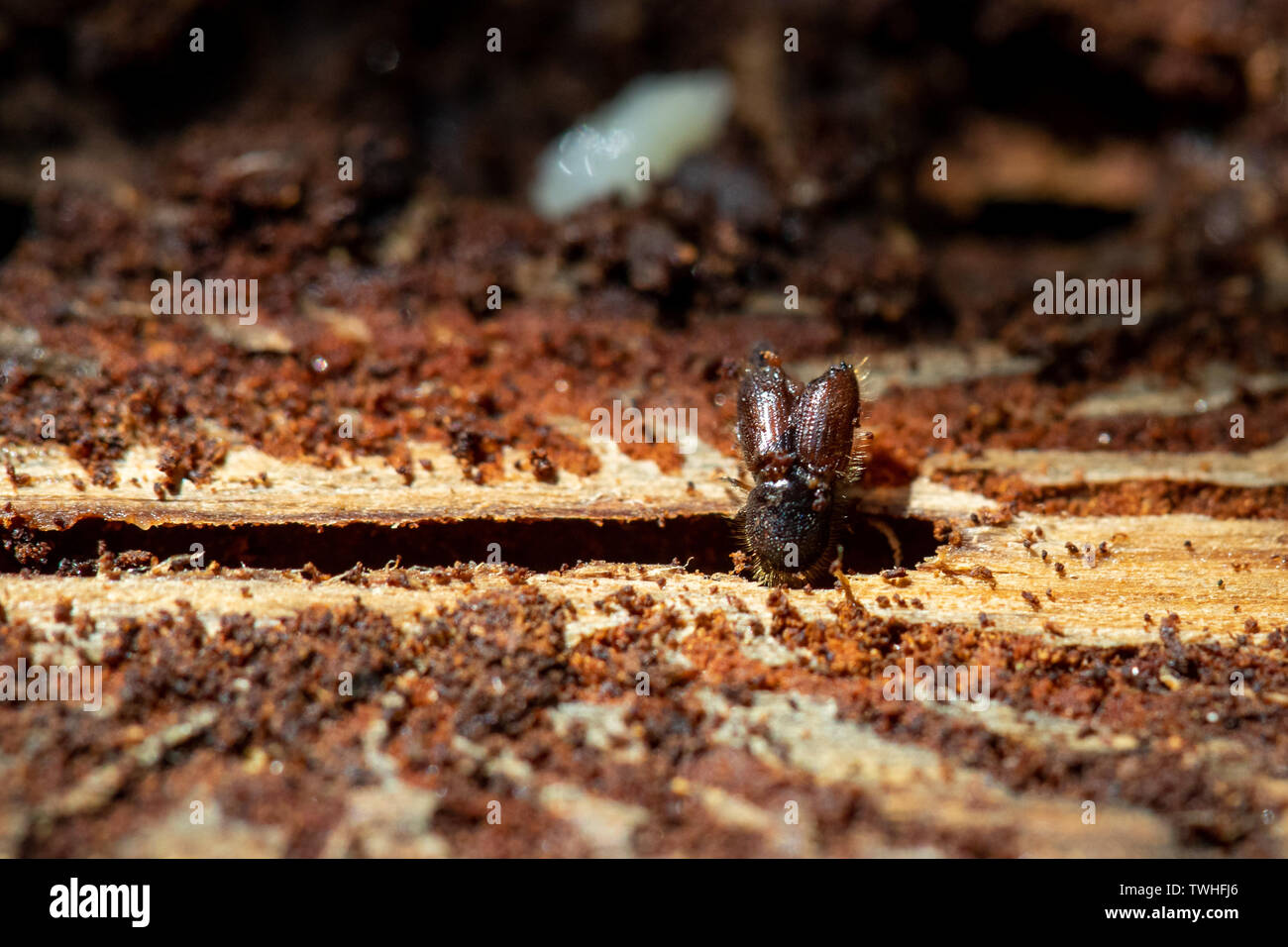 Nuremberg, Germany. 19th June, 2019. A book printer (bark beetle/old ...