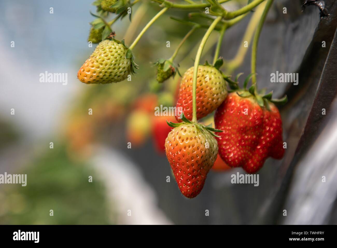 Strawberry base hi-res stock photography and images - Alamy