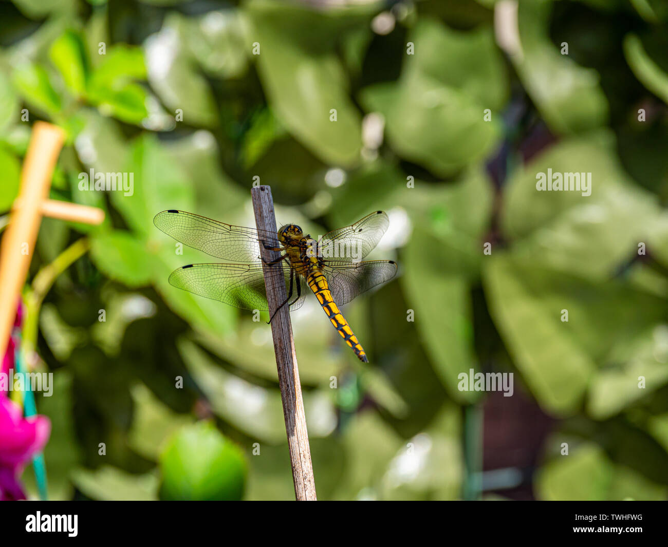Black and yellow dragonfly image hi-res stock photography and images ...