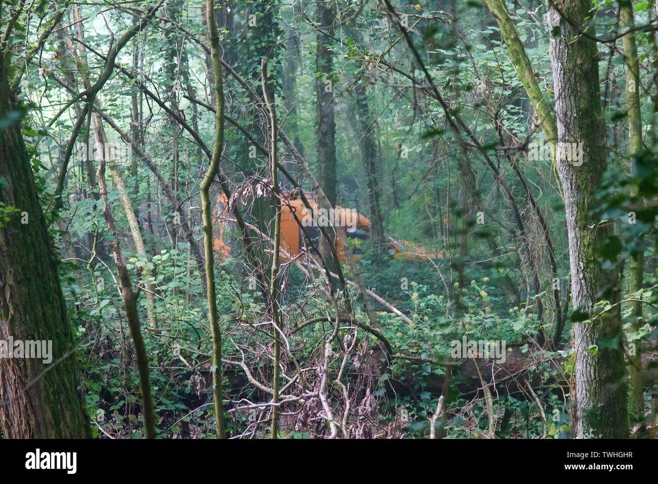 Car on mysterious misty forest road. The lowland deciduous forest in ...