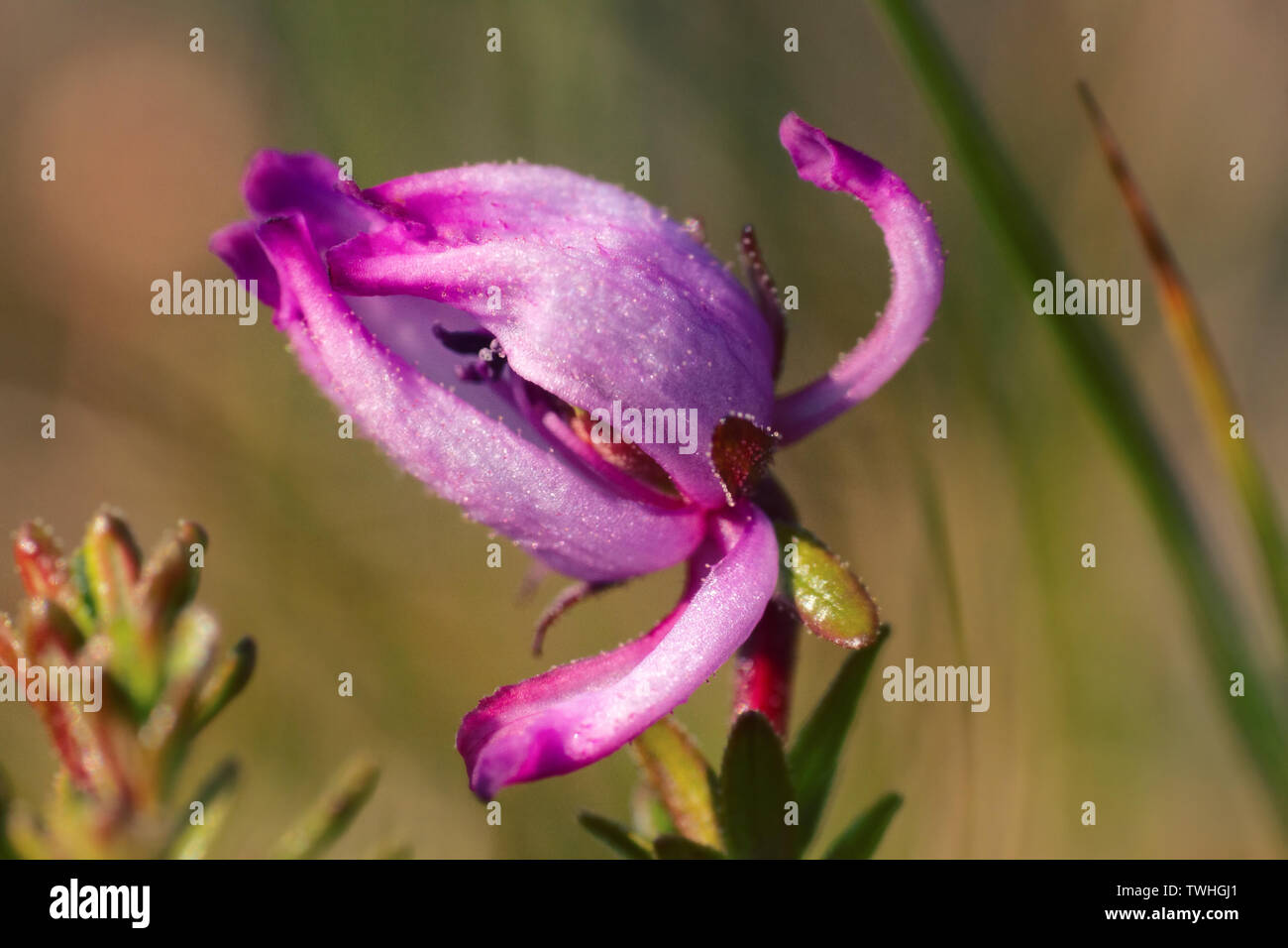 wineberry (Empetrum nigrum), purple flower. Wndow into world of ultra ...