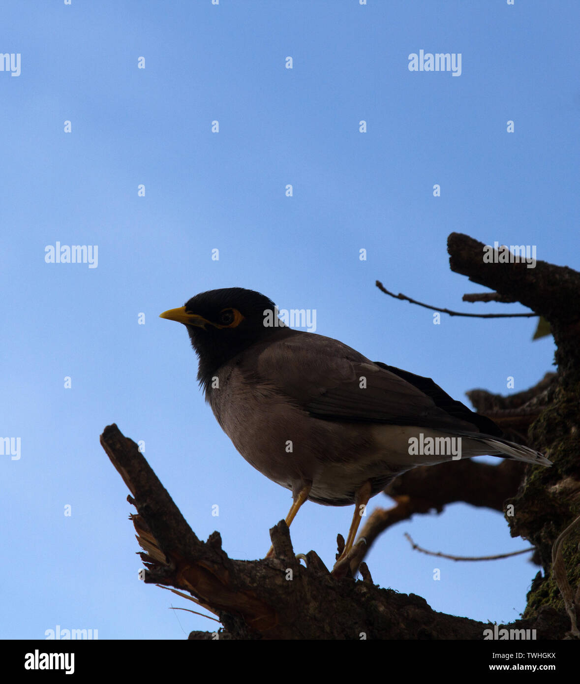 Starling myna (Acridotheres tristis) sits on the trunk of an old tree ...