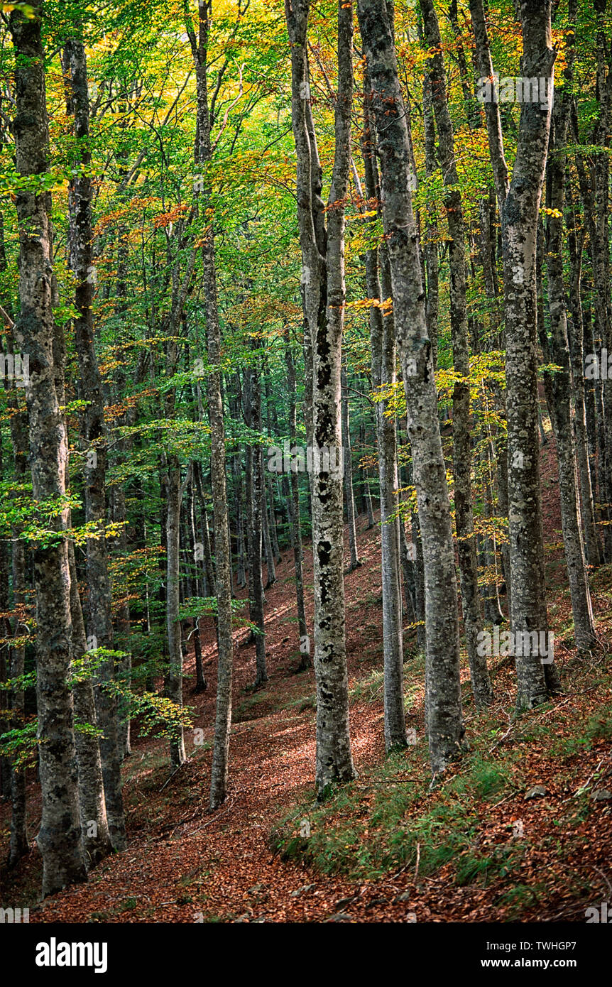 Beech tree (Fagus sylvatica). Vallombrosa forest, biogentical reserve ...