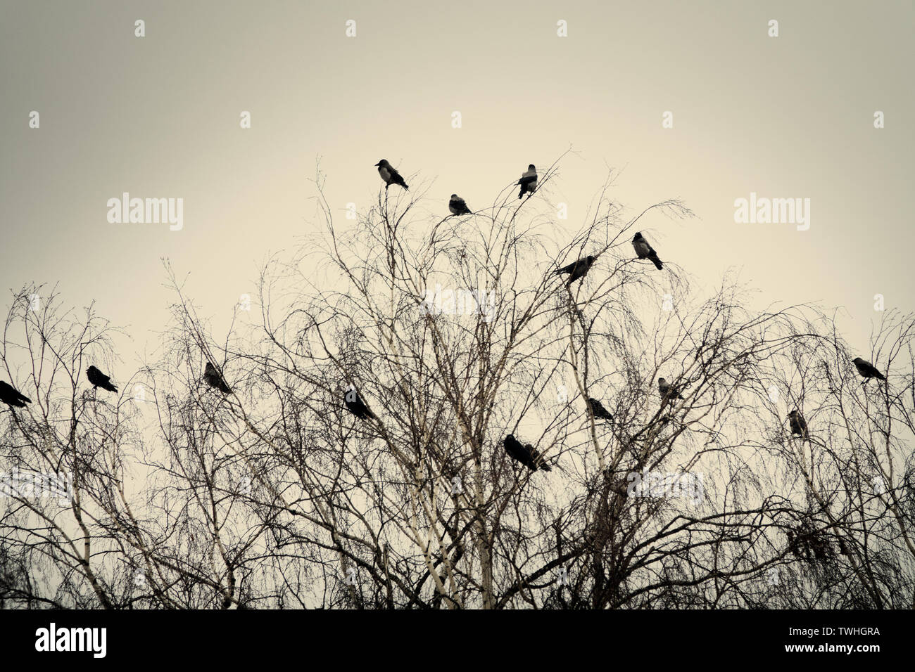 Hooded crows gathered overnight in city Park at spring. Public roosting ...