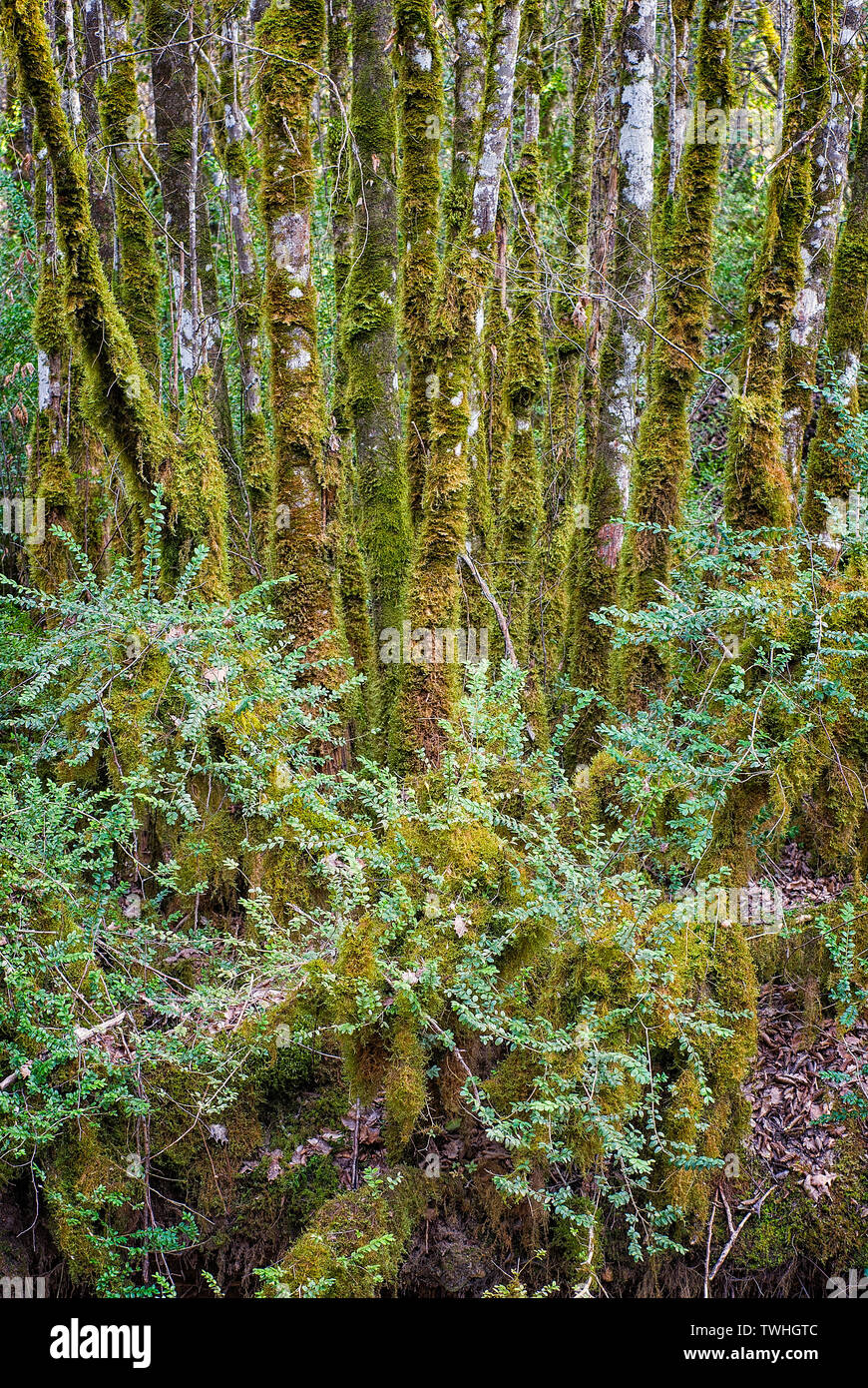 Buxus sempervirens wild hi-res stock photography and images - Alamy