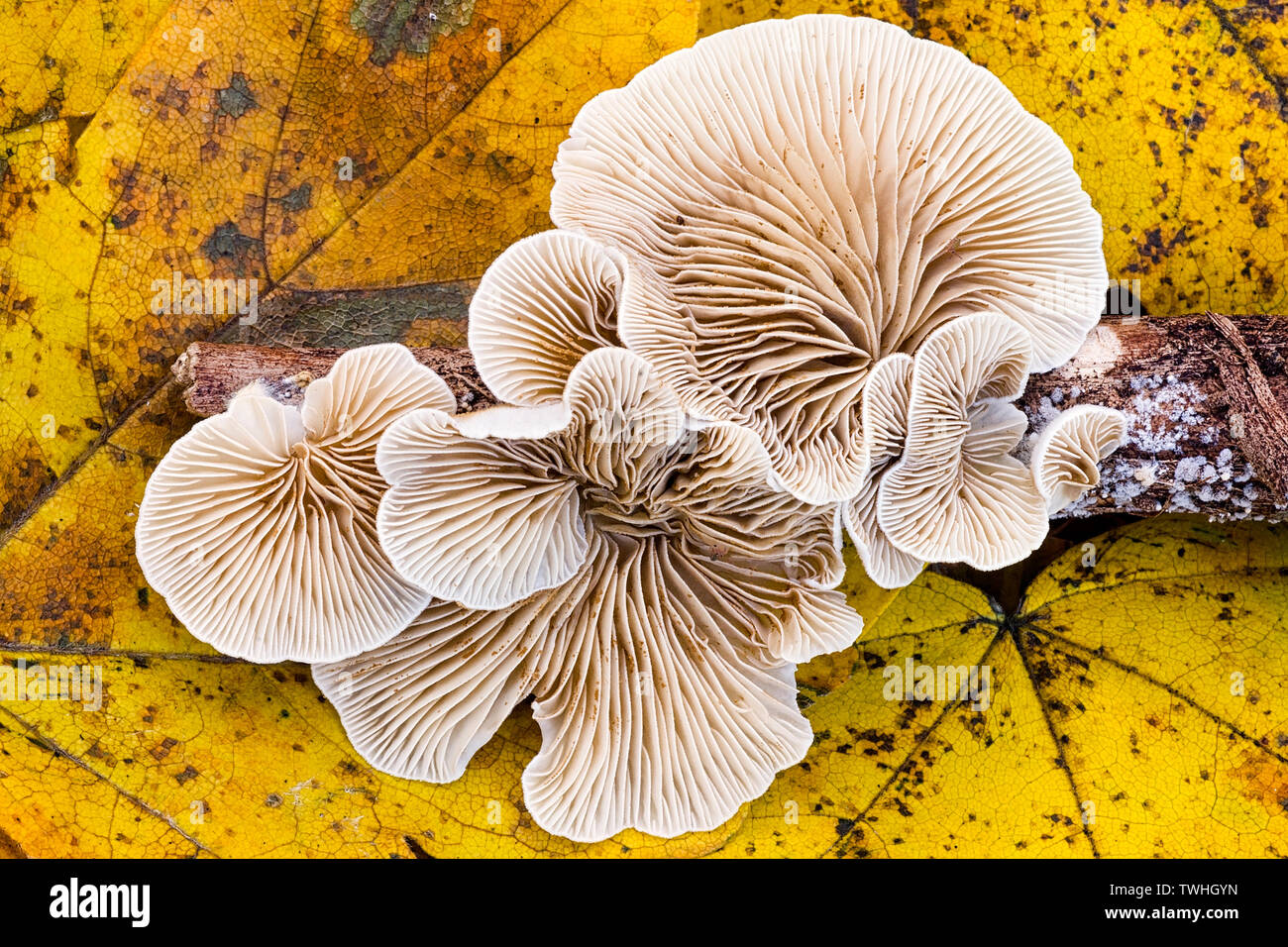 Split Gill (Schizophyllum commune) grows on dead or living trunks and ...
