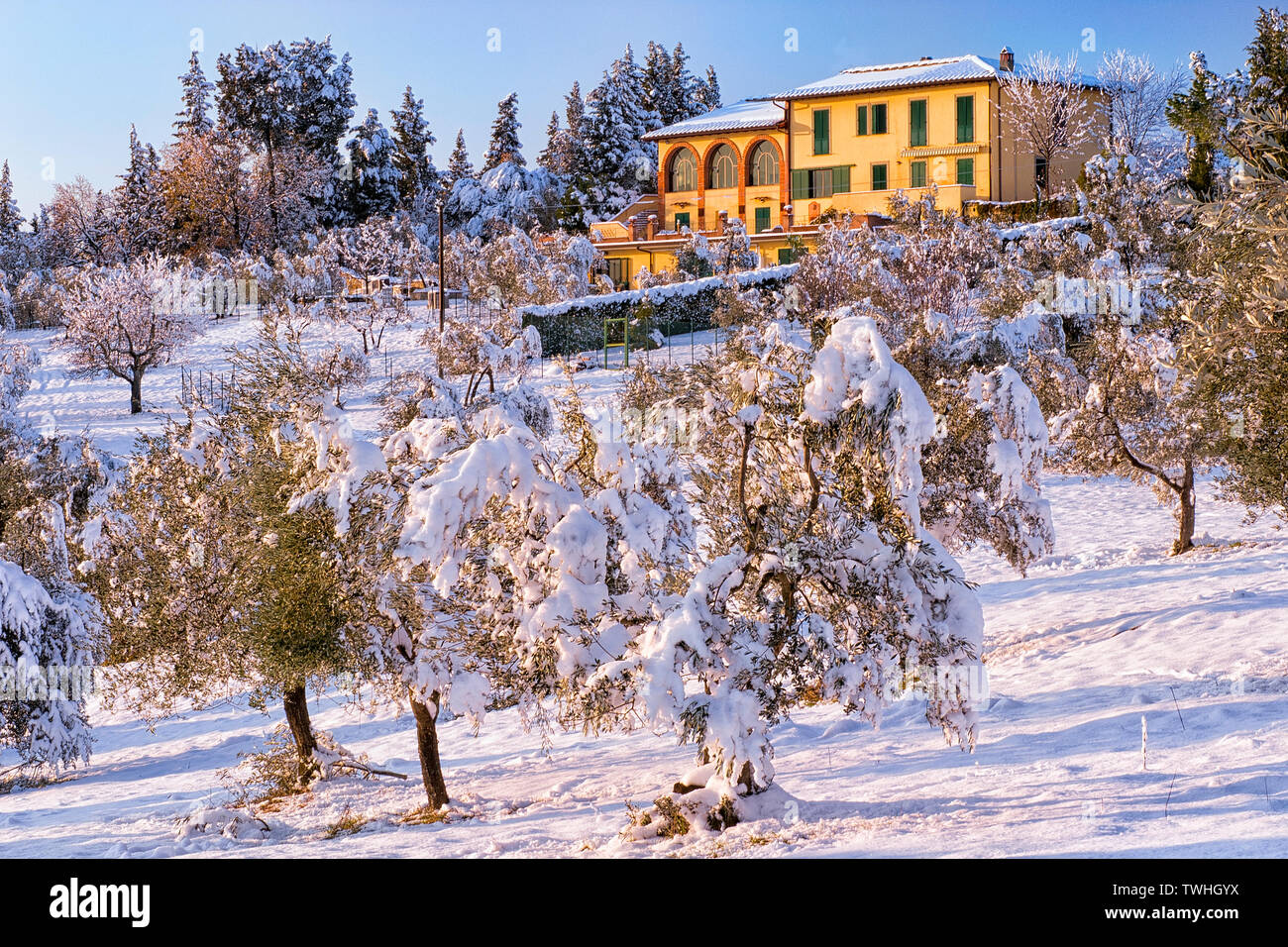 Olive trees (Olea europaea) under the snow. Tuscany, Italy Stock Photo ...