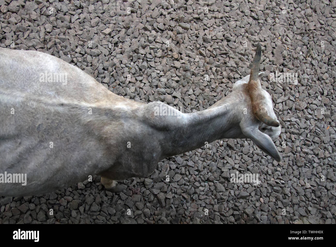 Zebu cow. Unusual angle of shooting from above. Noticeable hump as ...