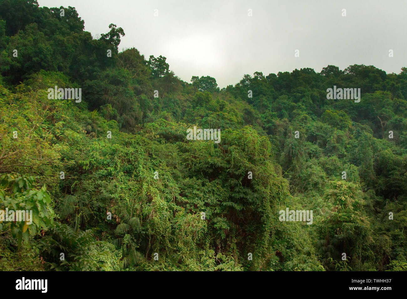 Tropical rain forest to appeal to the Indian ocean slopes of the ...