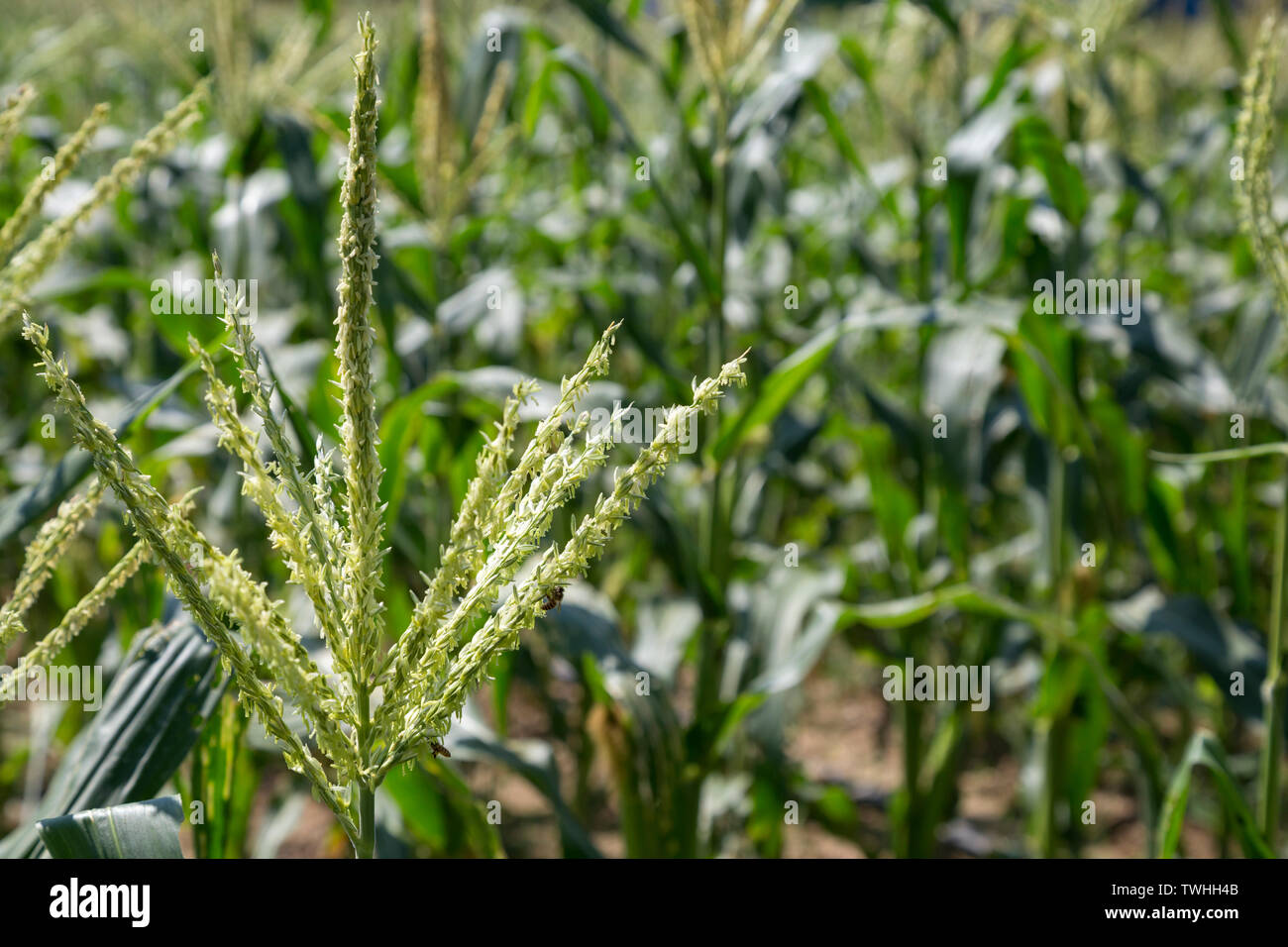 Planting cash crops hi-res stock photography and images - Alamy