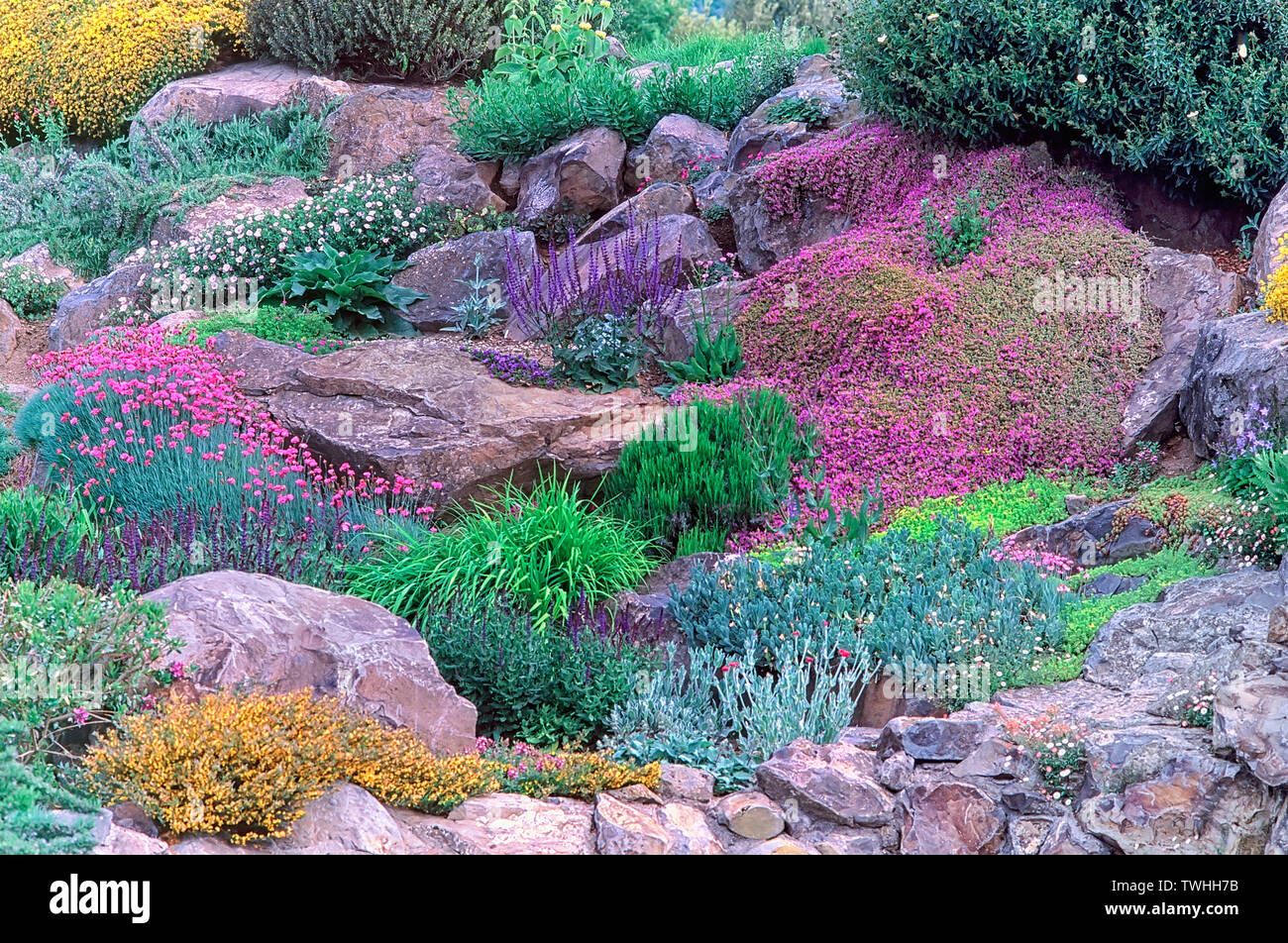 rock garden with multicolor flowers, rocaille Stock Photo - Alamy
