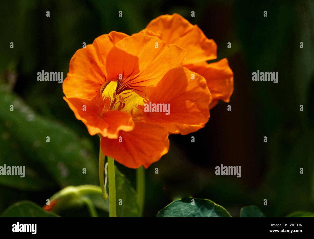 Orange bloom hi-res stock photography and images - Alamy
