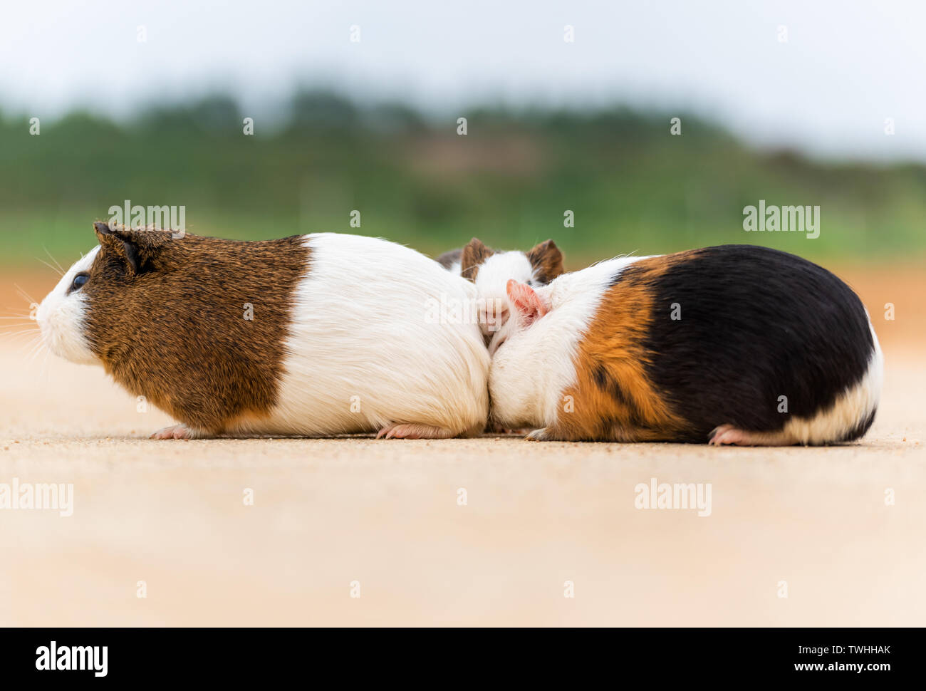 Three guinea pigs huddled together to doze off Stock Photo - Alamy