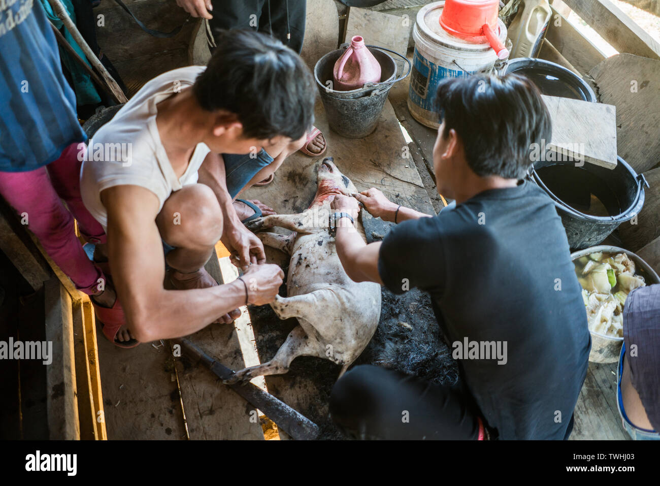 Woman slaughtering pig hi-res stock photography and images - Alamy