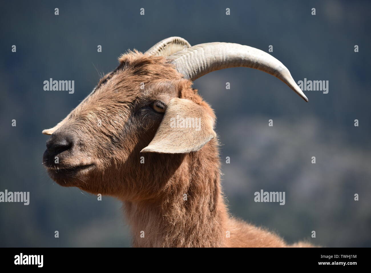 Photograph of a regal golden colored horned goat Stock Photo - Alamy
