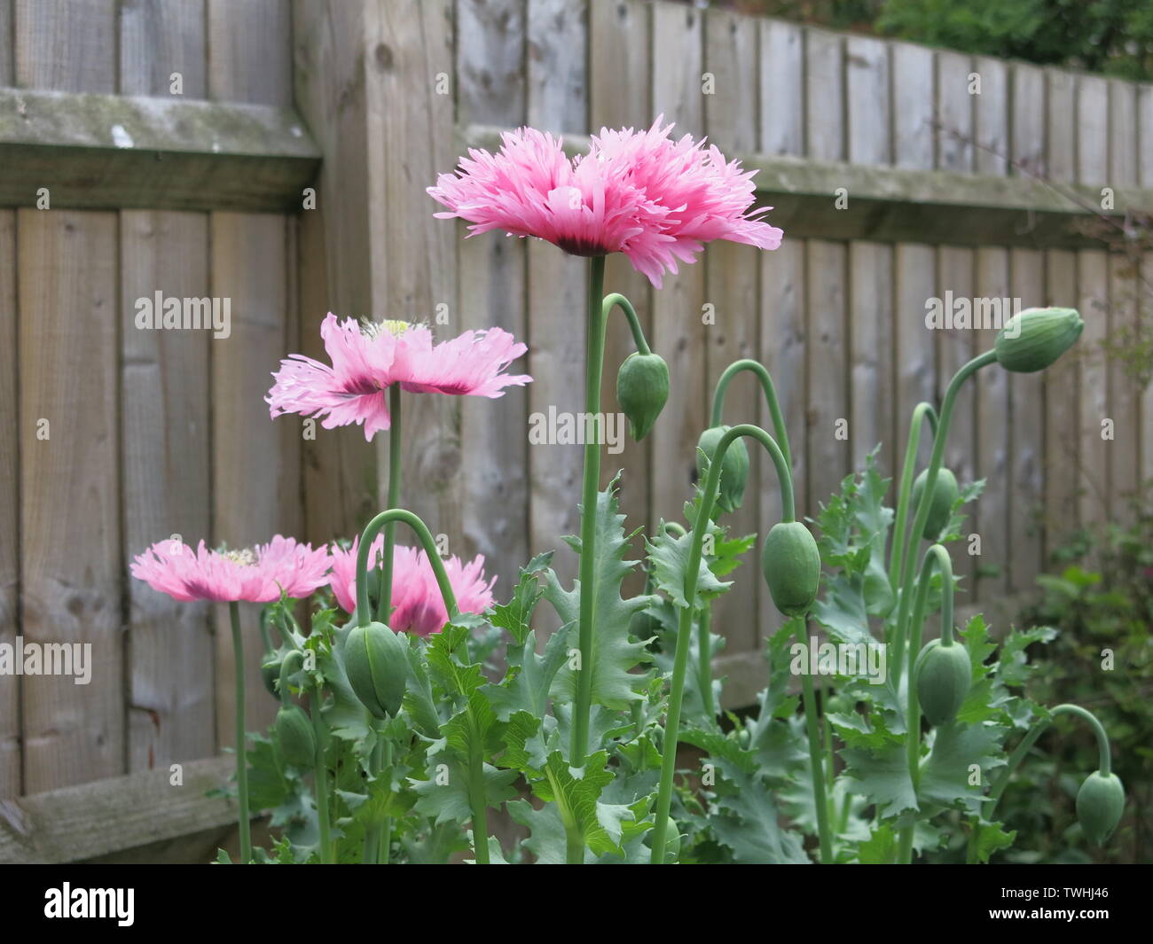 Clump of tall, pink, ornamental poppies (papaver somniferum) in various ...