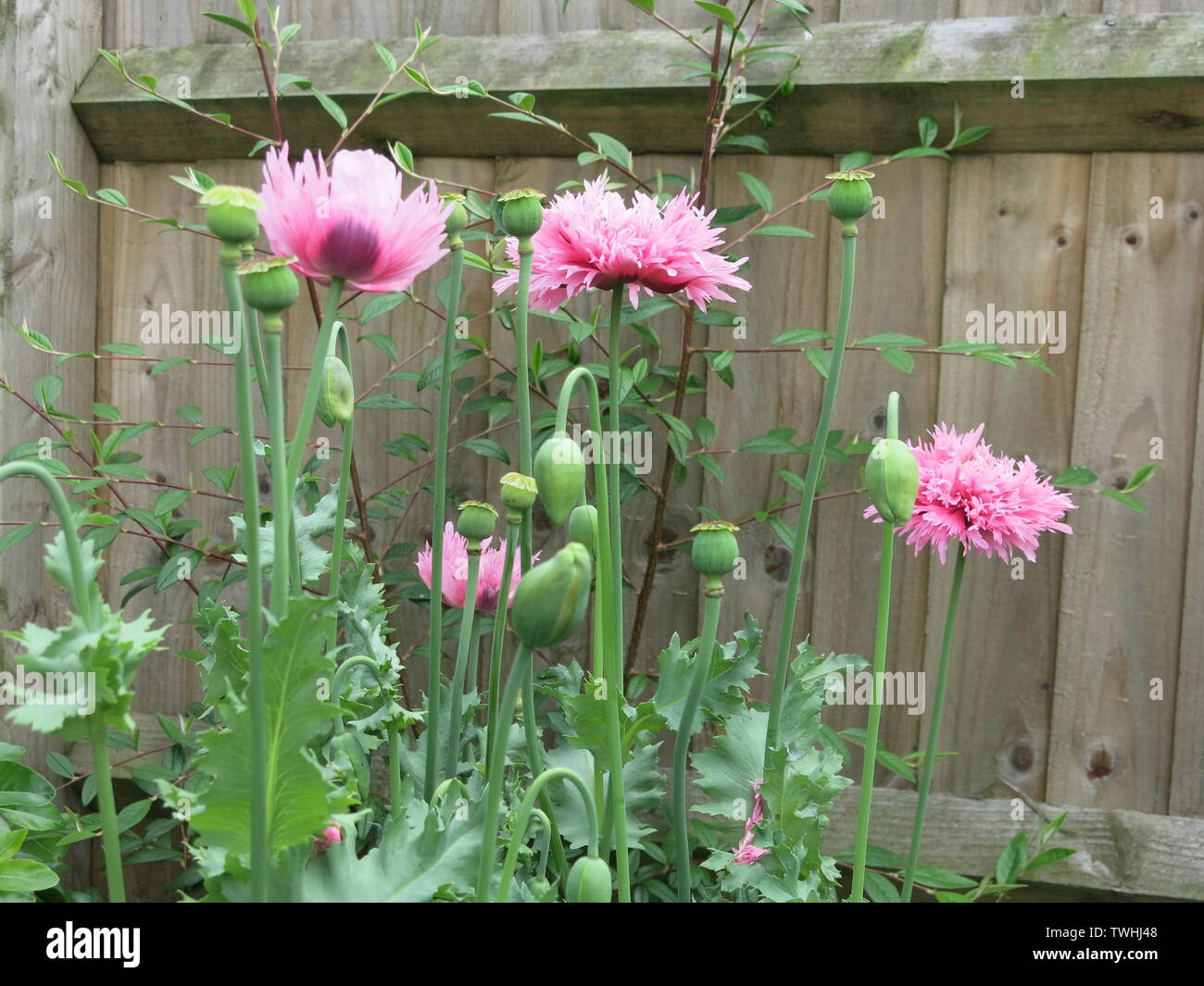 Seed Growth Stages High Resolution Stock Photography and Images - Alamy