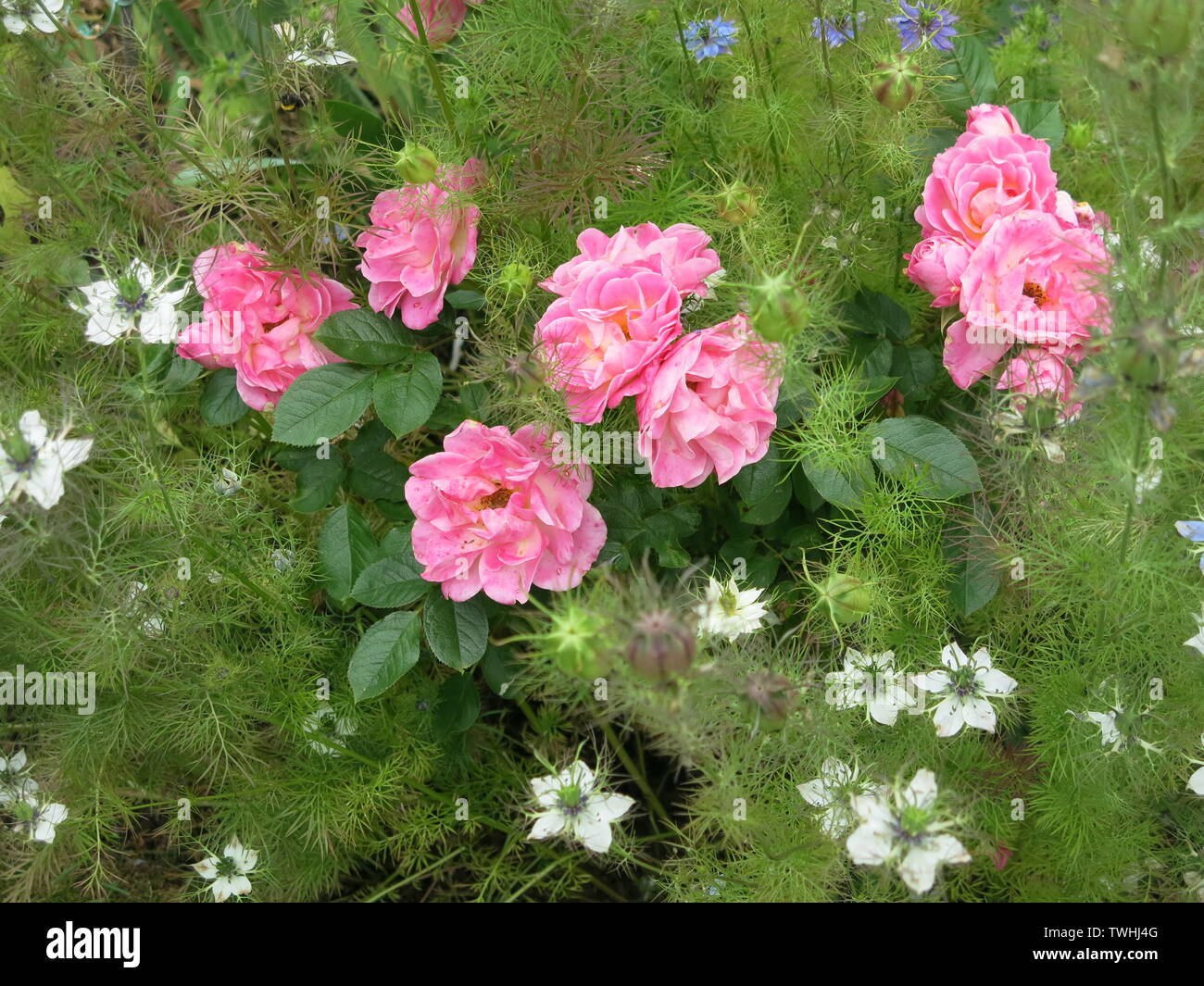 Perennial combinations hi-res stock photography and images - Alamy