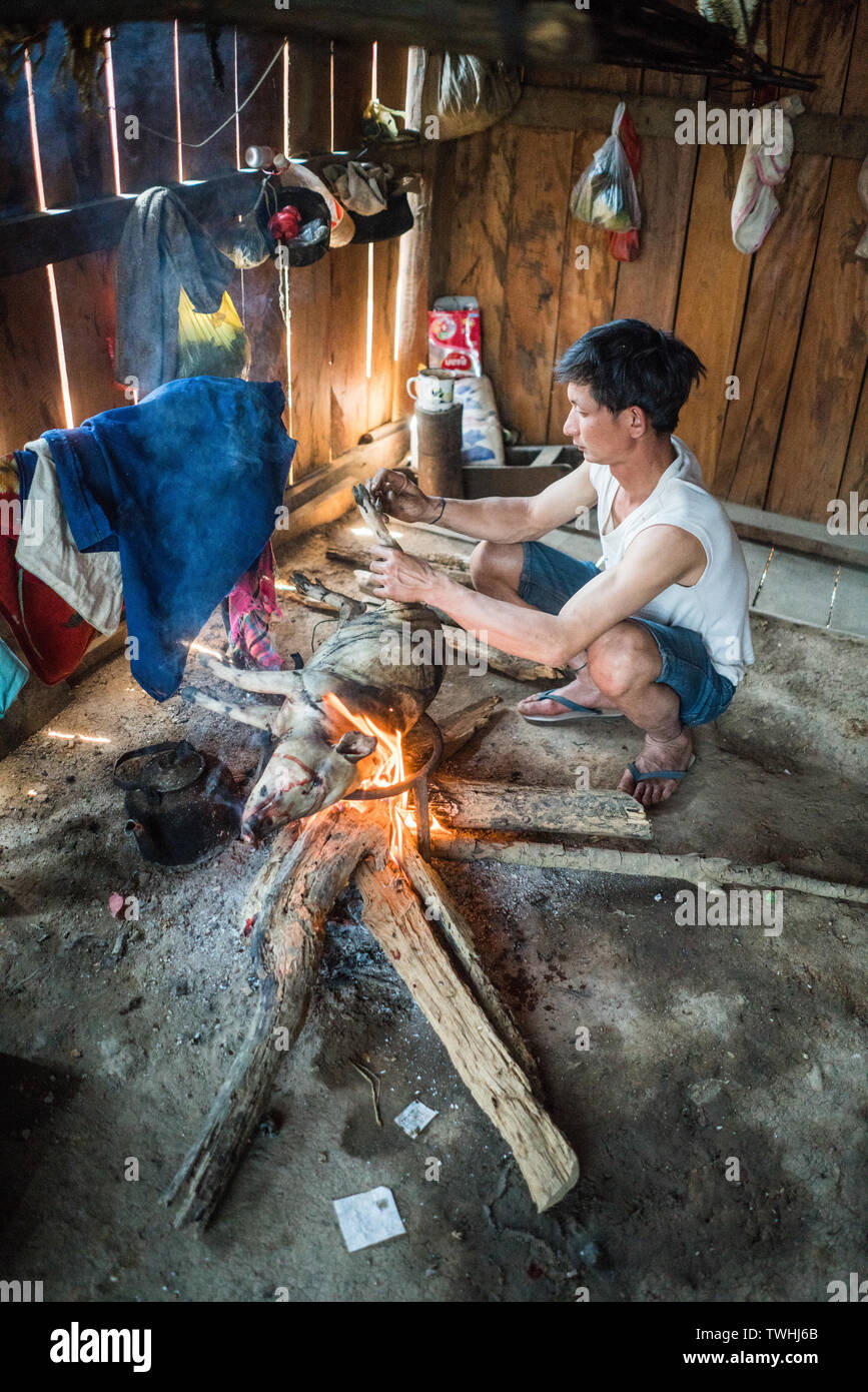 pig-slaughtering after shamanic ritual in the Akha village, Near ...