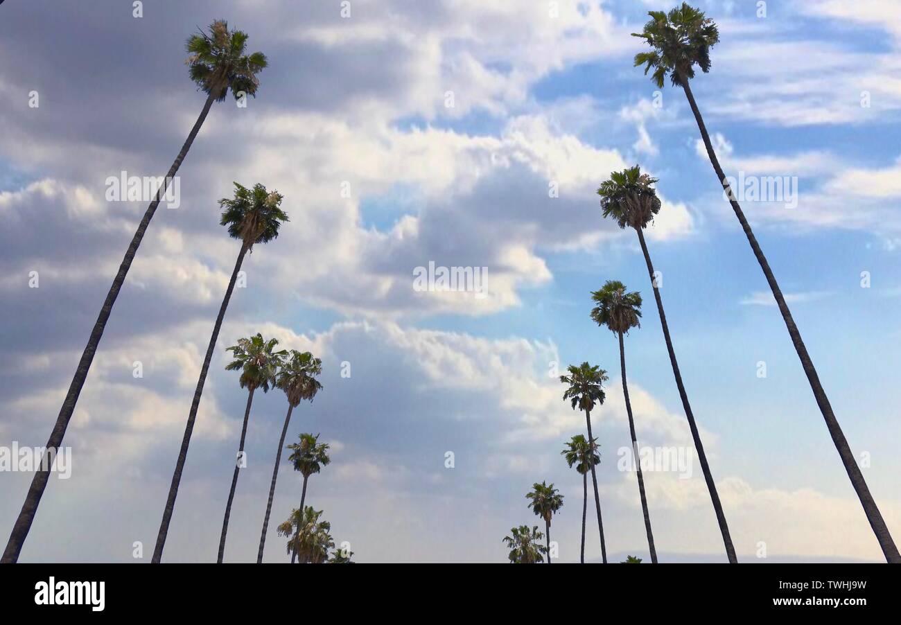 California pink hi-res stock photography and images - Alamy