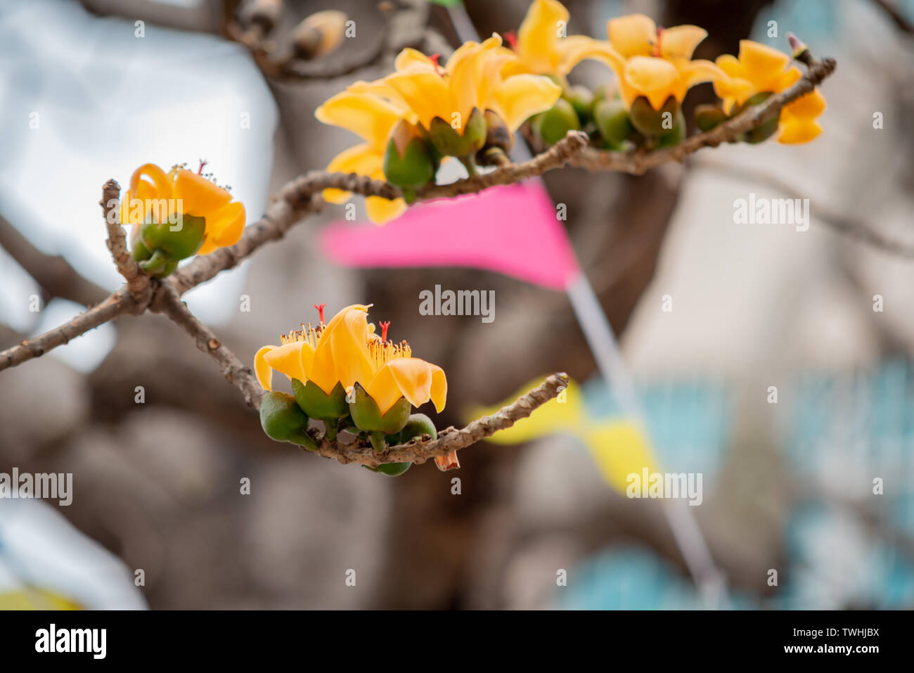 Kapok leaves fruits hi-res stock photography and images - Alamy
