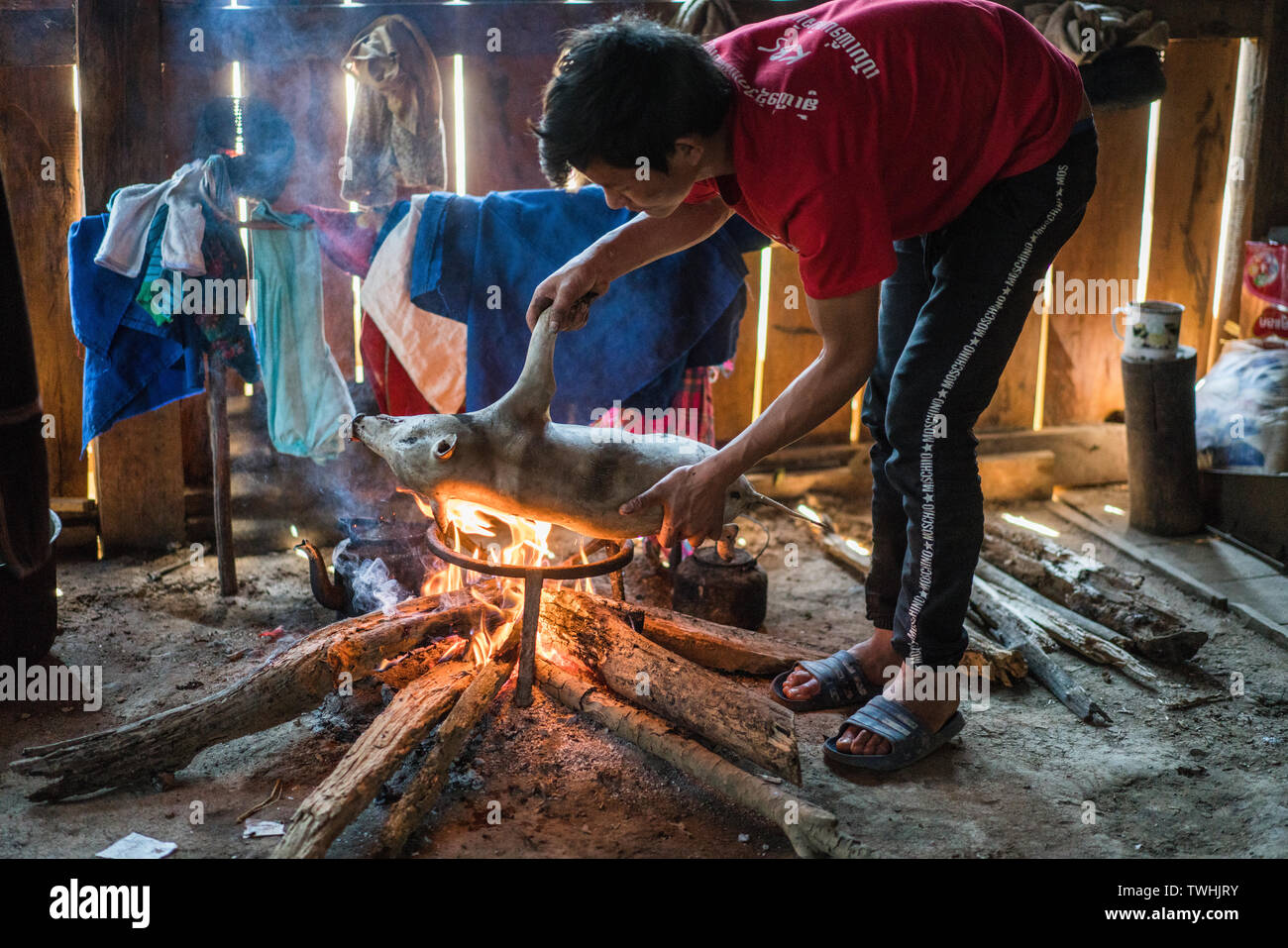 Woman slaughtering pig hi-res stock photography and images - Alamy