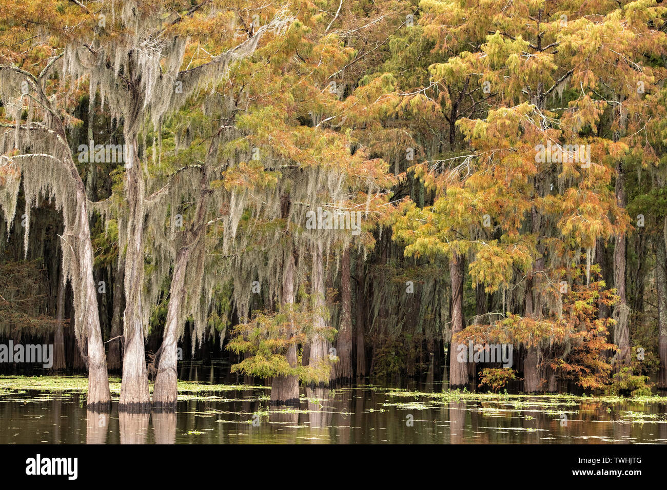 2018-11-12 Henderson Swamp Stock Photo - Alamy