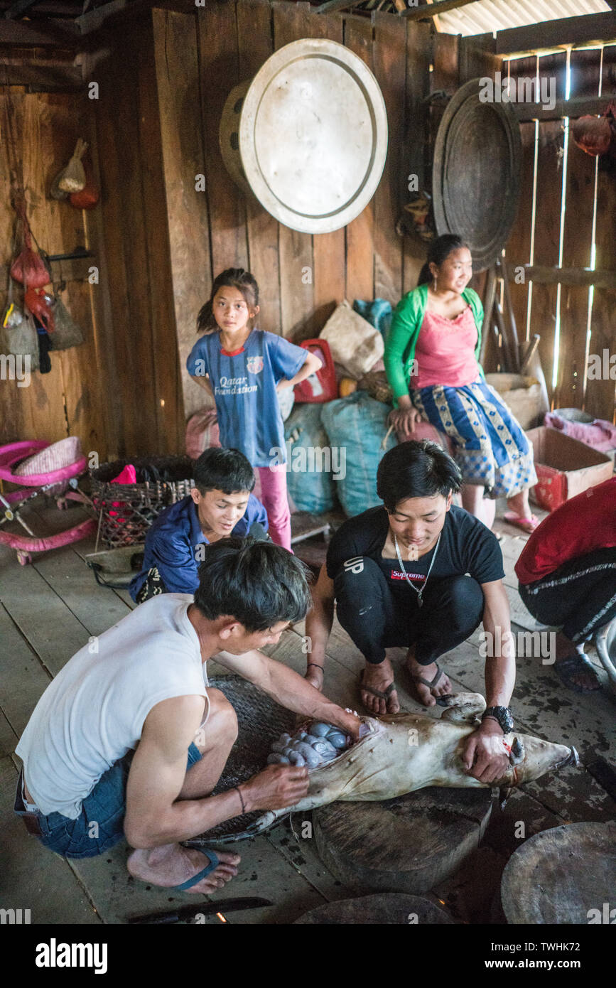 Woman slaughtering pig hi-res stock photography and images - Alamy