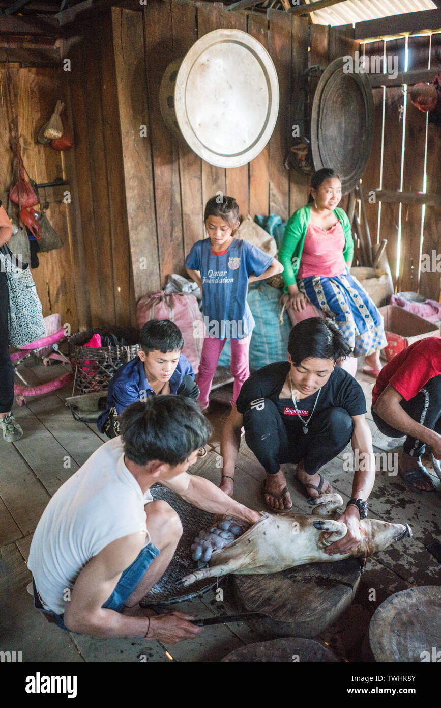pig-slaughtering after shamanic ritual in the Akha village, Near ...