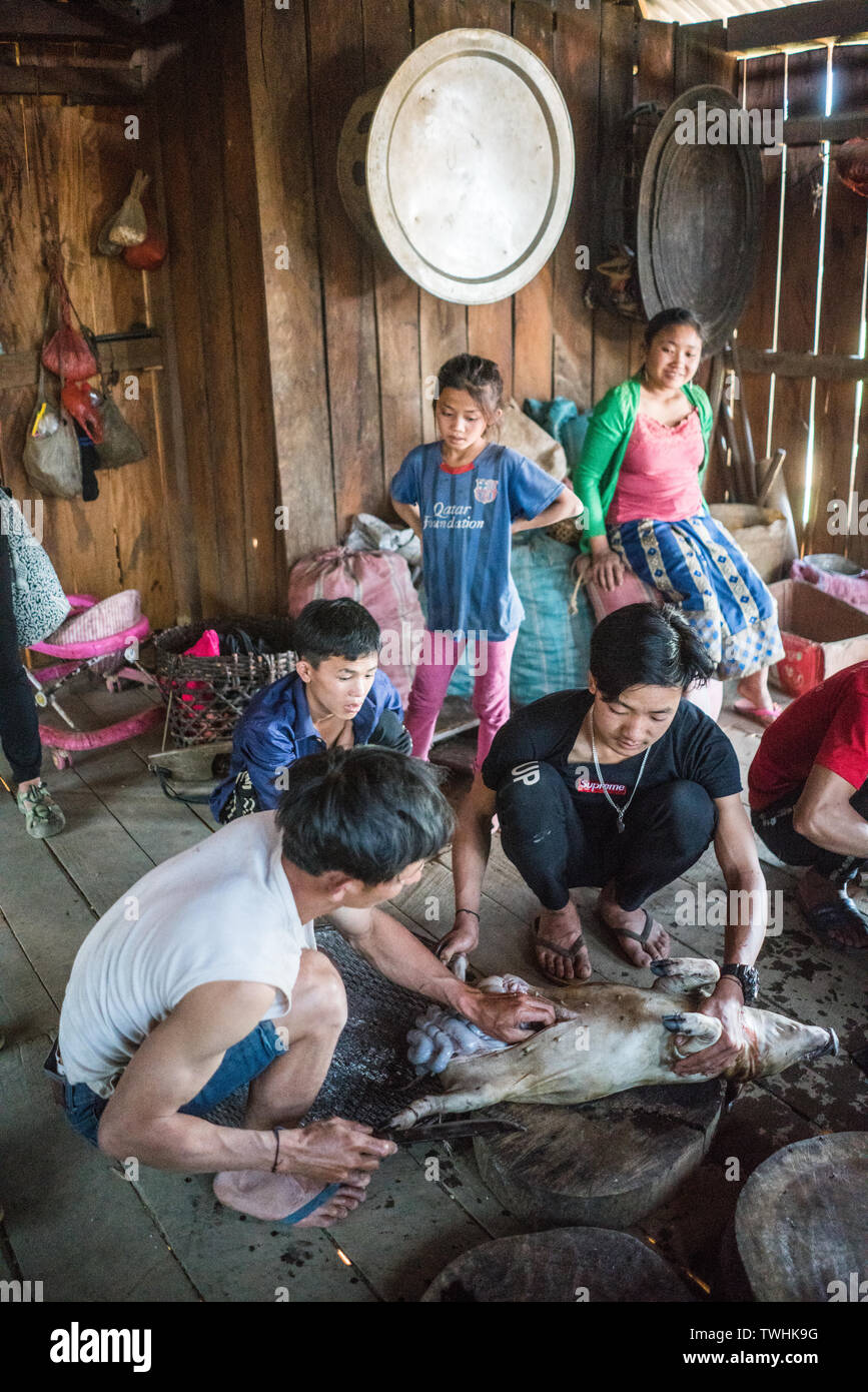 pig-slaughtering after shamanic ritual in the Akha village, Near ...