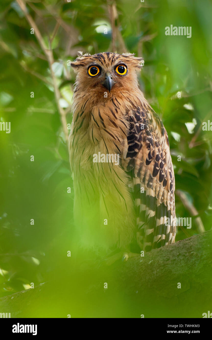 Buffy Fish Owl - Ketupa ketupu or Malay fish owl, is a species of owl ...