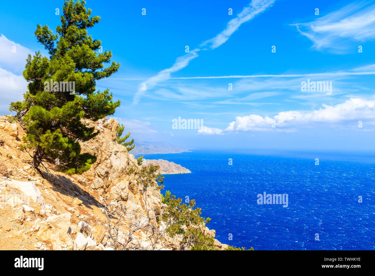 Green pine tree on high cliffs above sea on Karpathos island, Greece ...