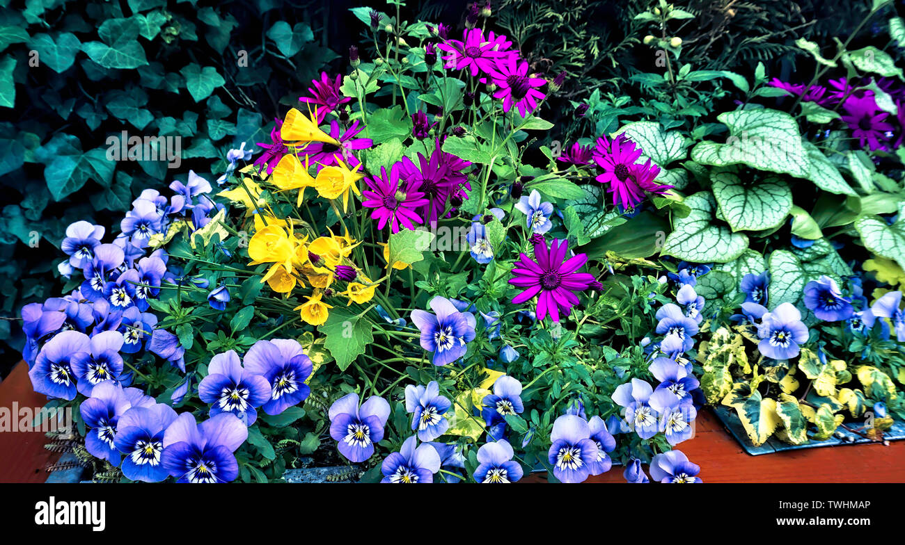 Assortment of flowers hi-res stock photography and images - Alamy