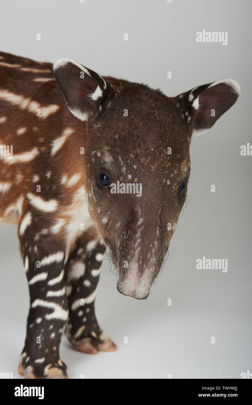 Wild baby animal in studio. Portrait of small tapir Stock Photo - Alamy