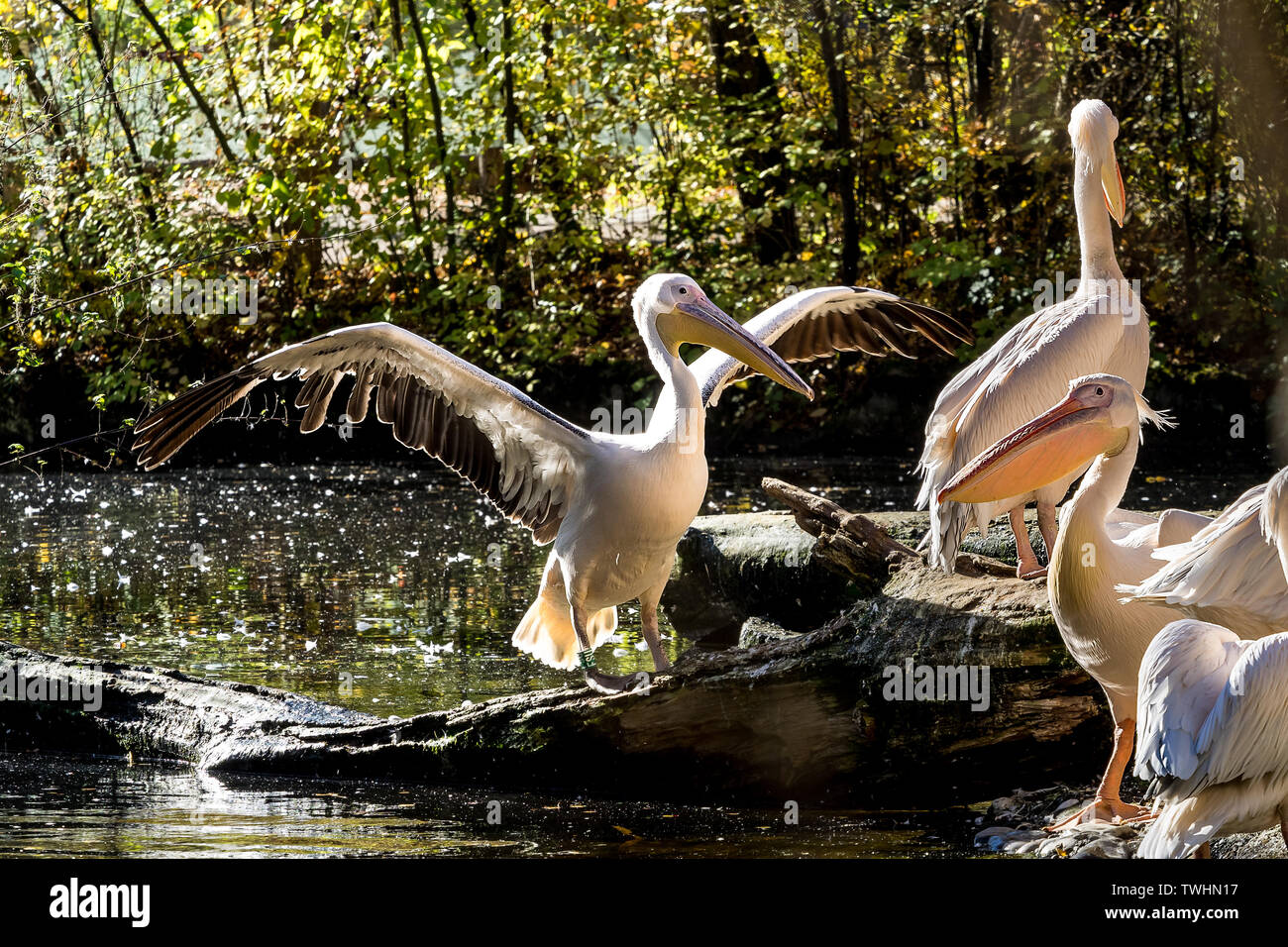 The Great White Pelican, Pelecanus onocrotalus also known as the rosy ...