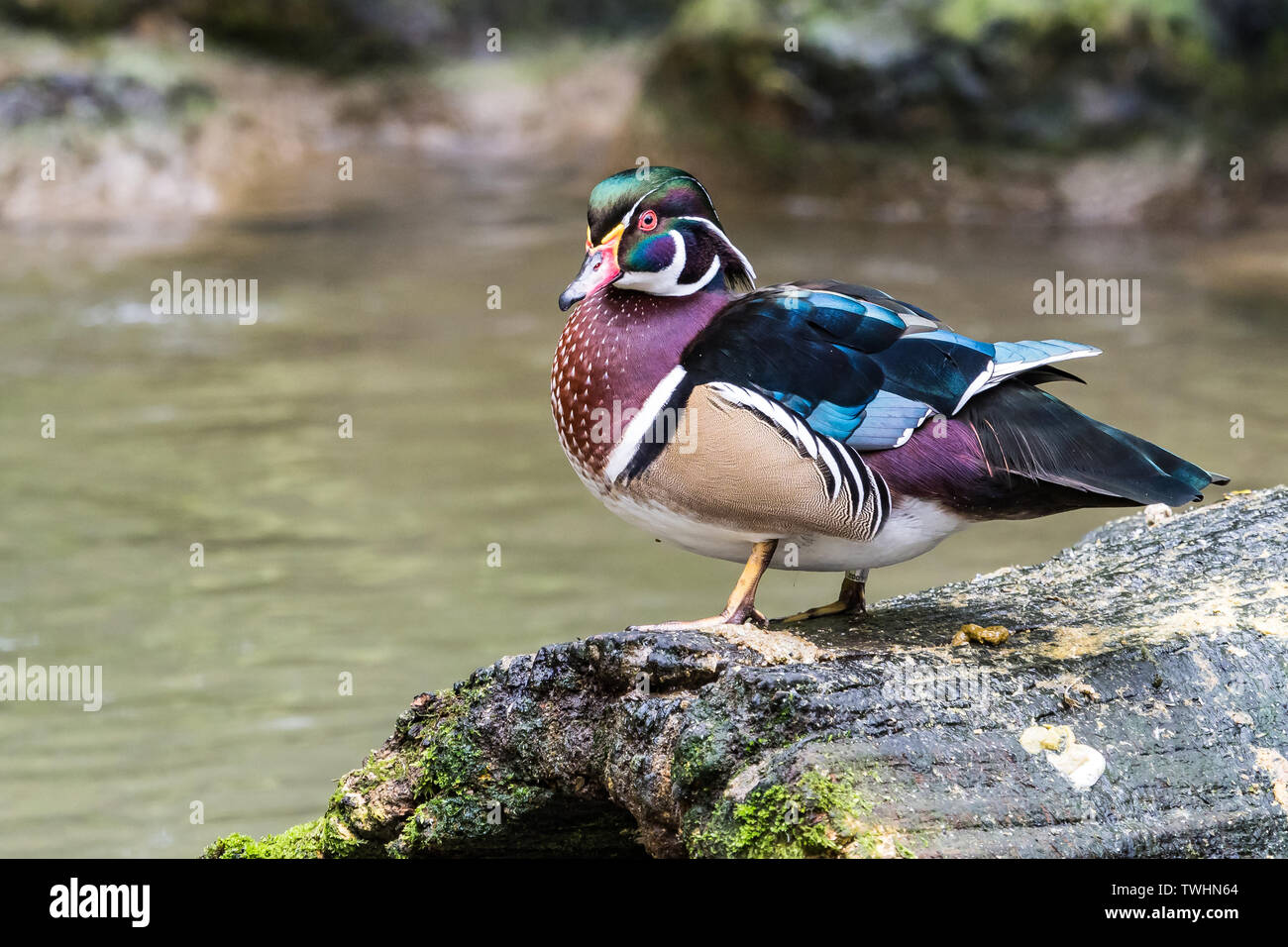 The wood duck or Carolina duck, Aix sponsa is a species of perching ...