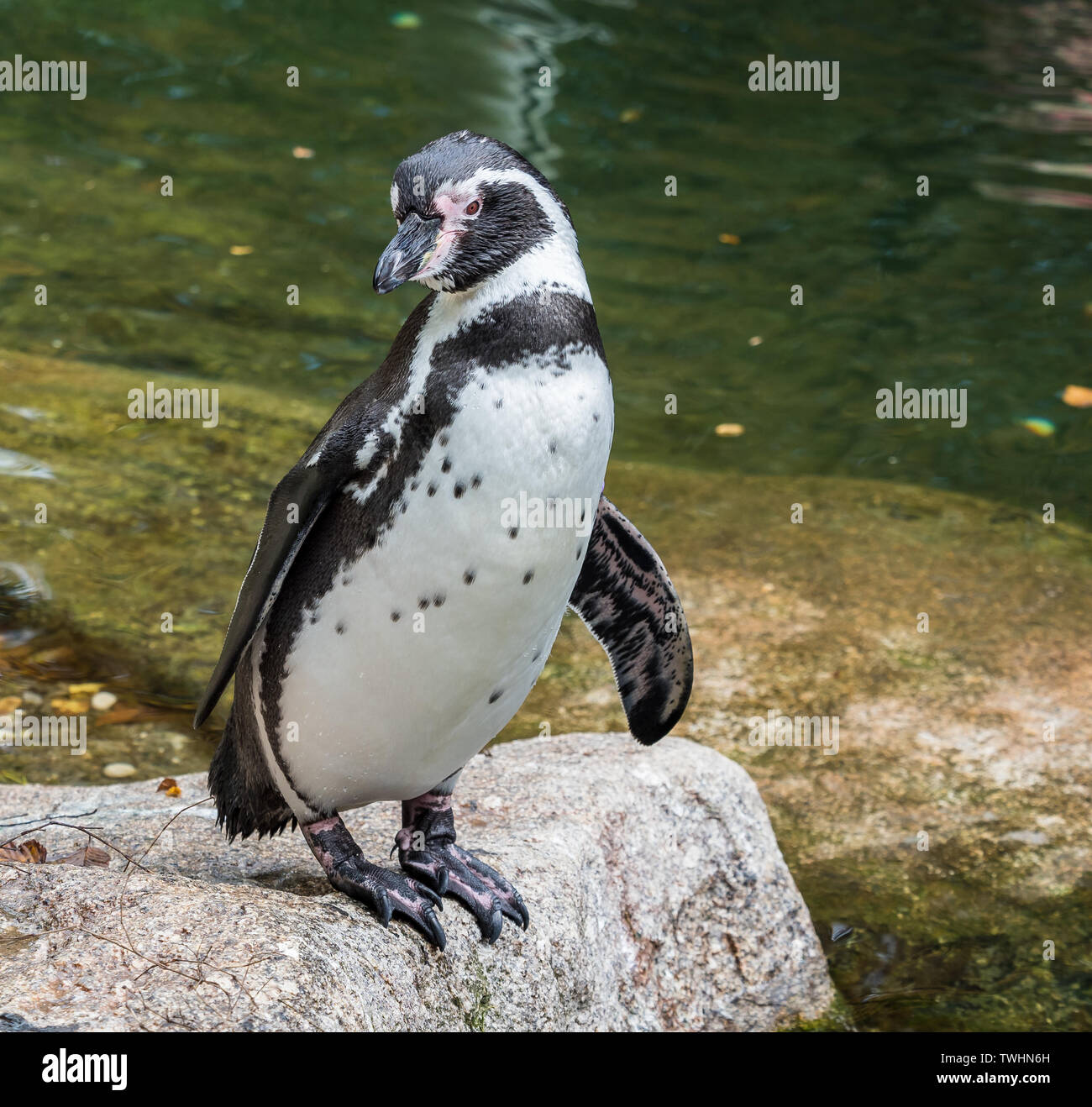 The Humboldt Penguin, Spheniscus humboldti also termed Peruvian penguin ...