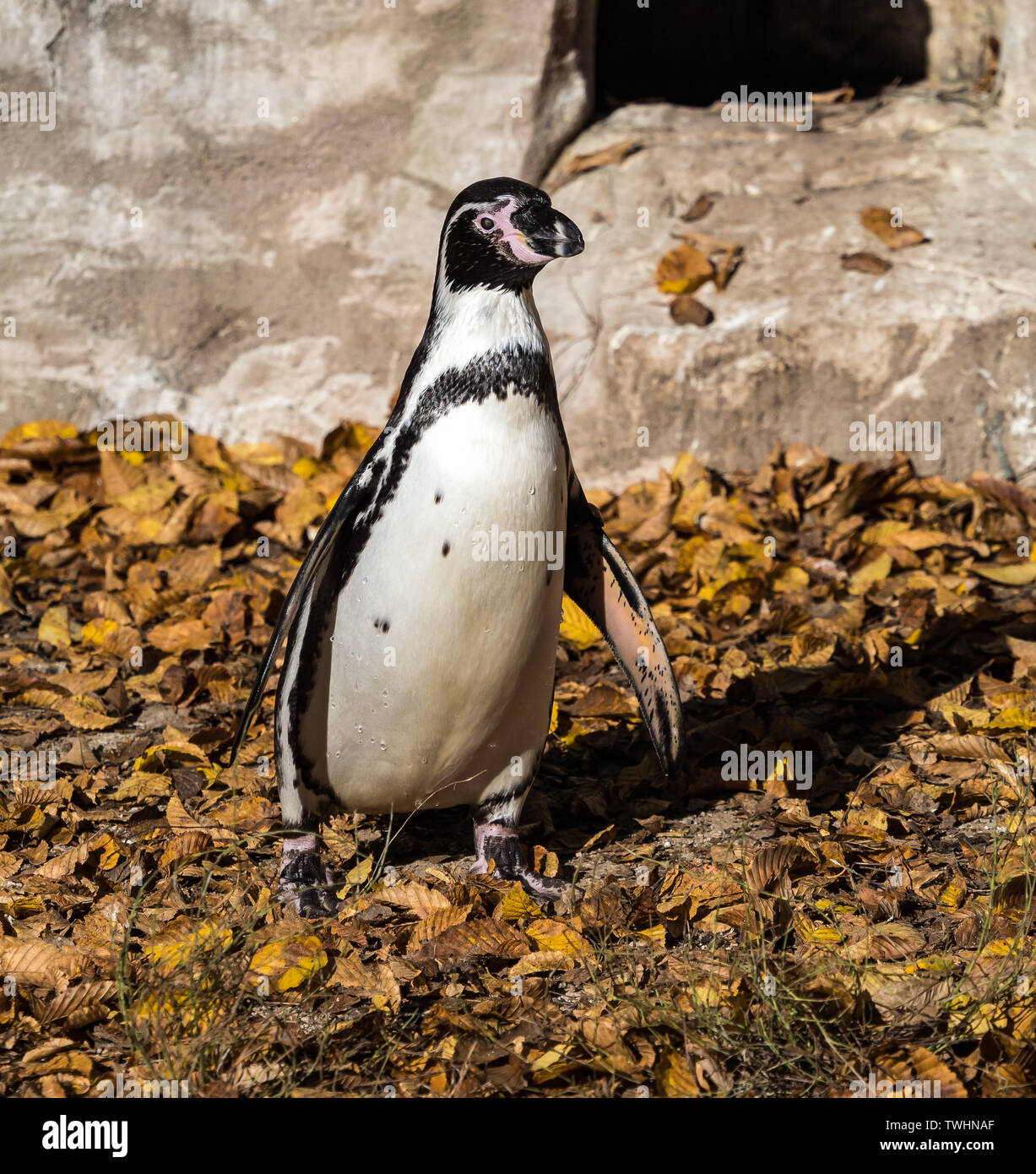 The Humboldt Penguin, Spheniscus humboldti also termed Peruvian penguin ...