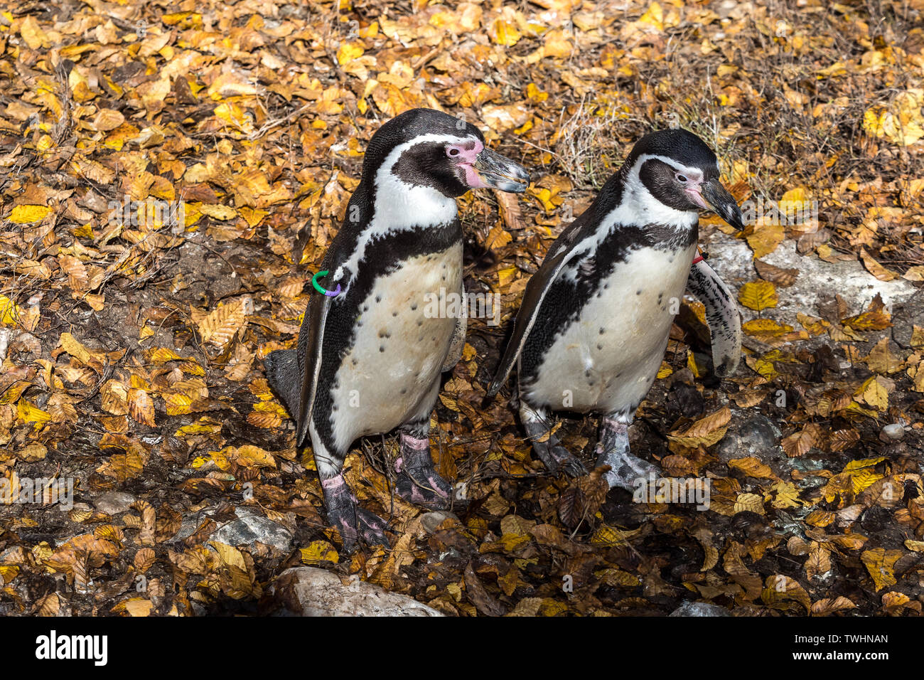 The Humboldt Penguin, Spheniscus humboldti also termed Peruvian penguin ...