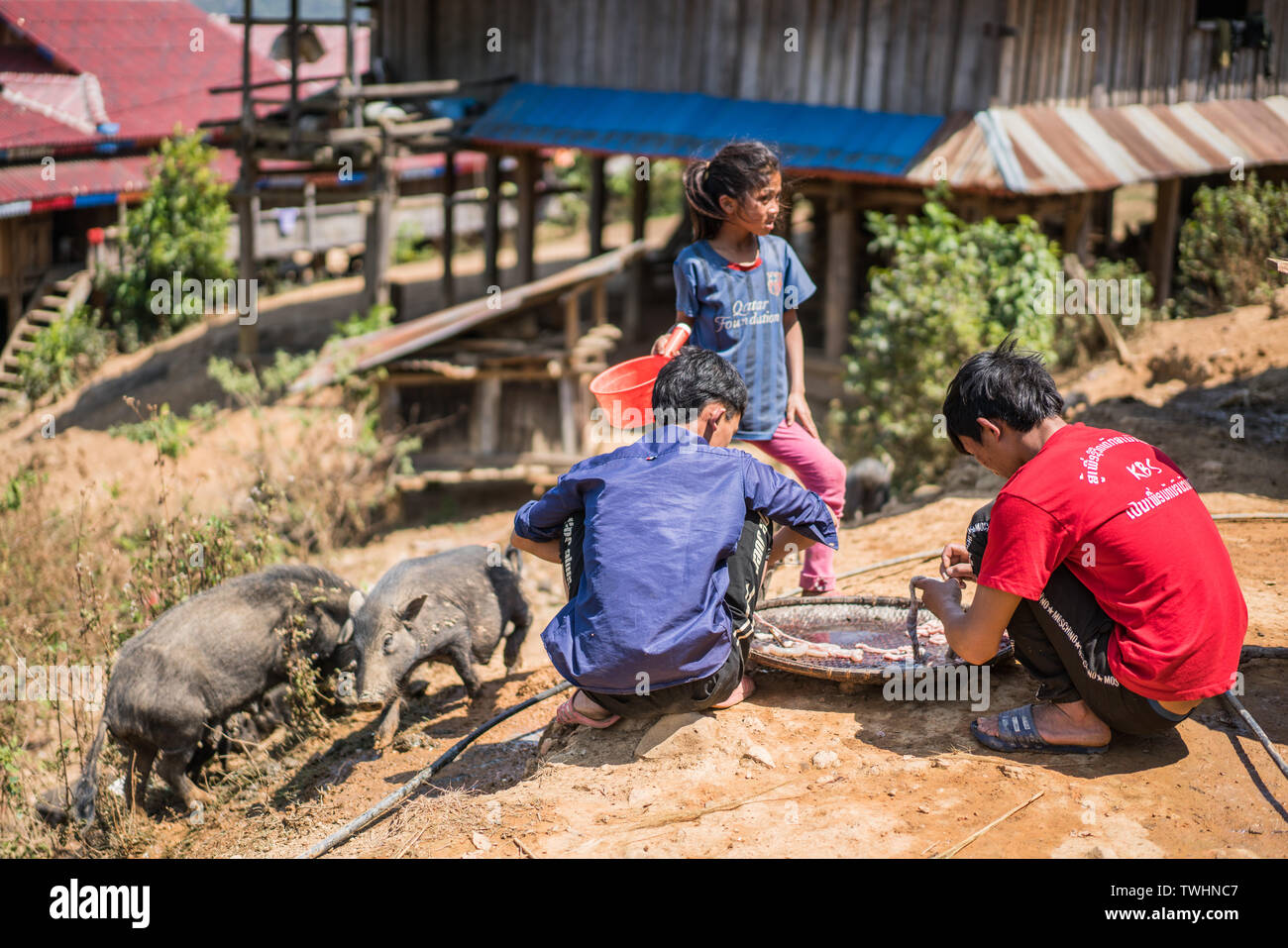 Woman slaughtering pig hi-res stock photography and images - Alamy