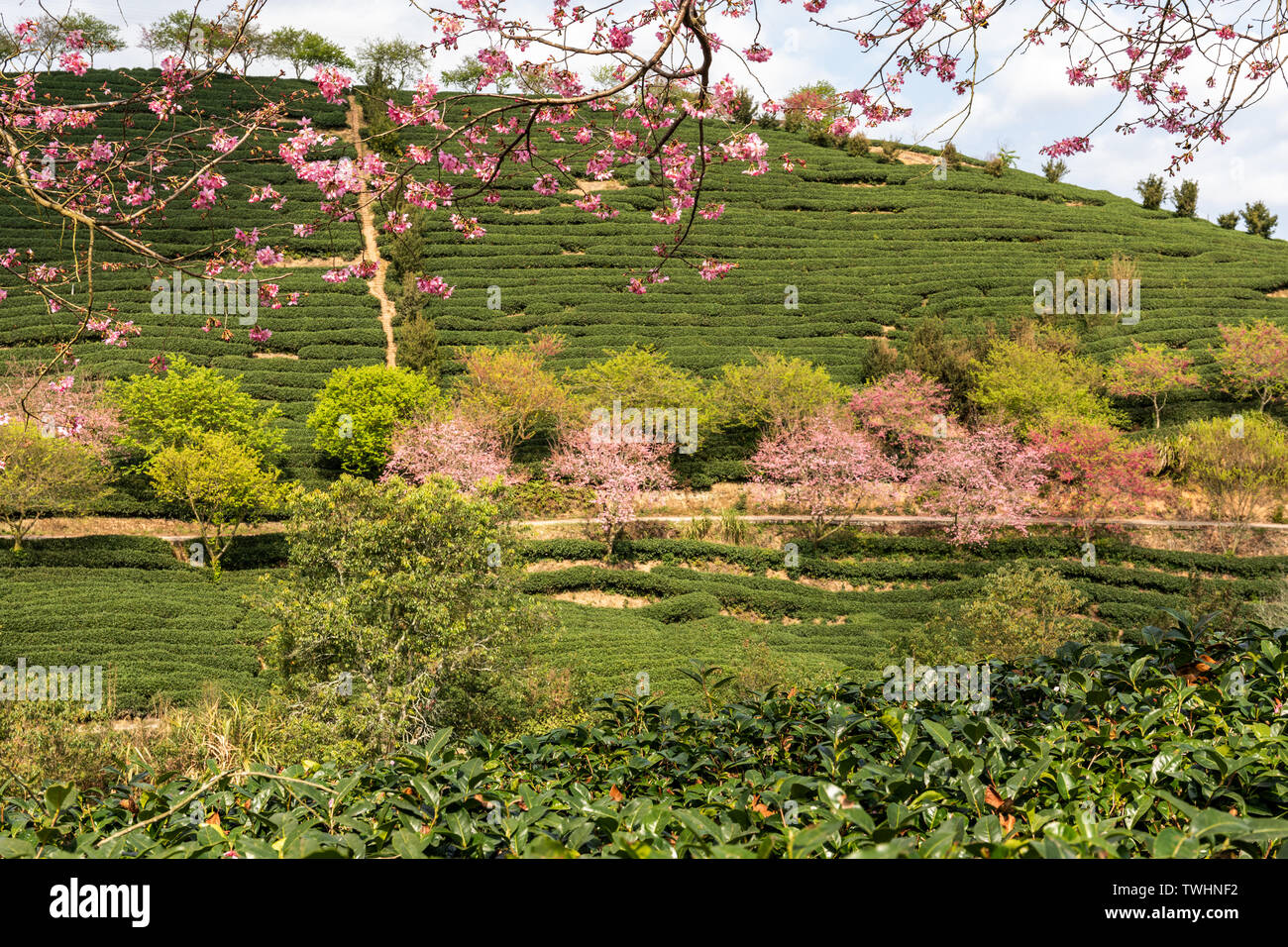 Beautiful tea garden with cherry blossoms in full bloom Stock Photo - Alamy