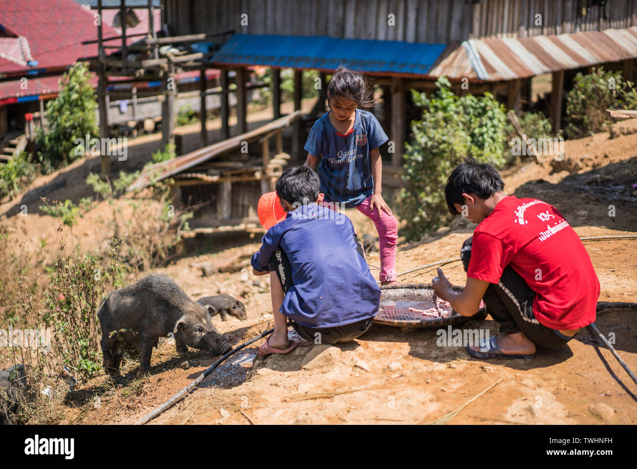 Woman slaughtering pig hi-res stock photography and images - Alamy