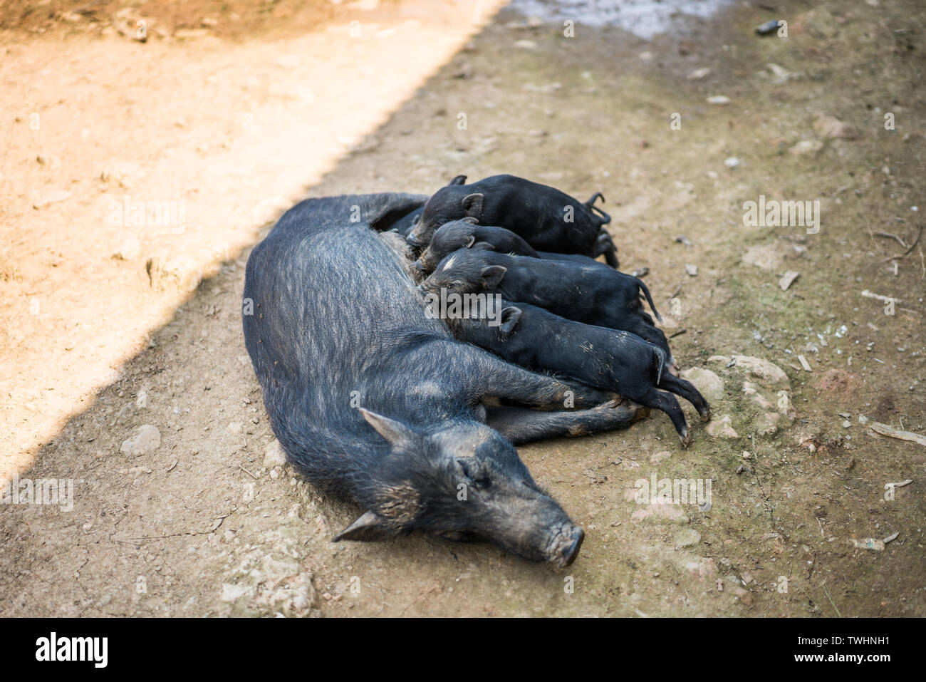 pig in the village near of the Phongsali, Laos, Asia Stock Photo - Alamy