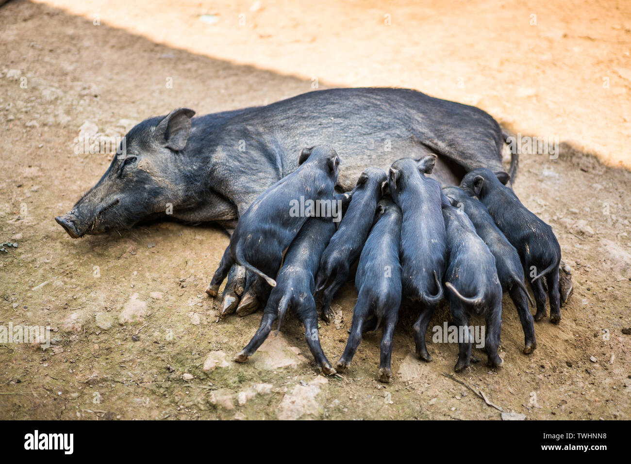 pig in the village near of the Phongsali, Laos, Asia Stock Photo - Alamy