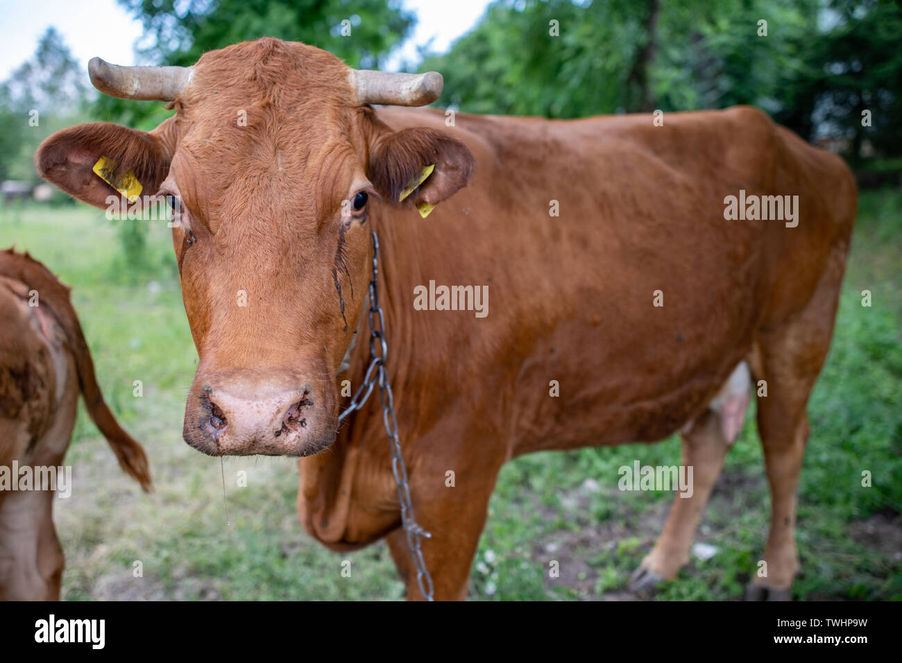 Brown cows near farm buildings. Farm animals in the pasture. Season of ...