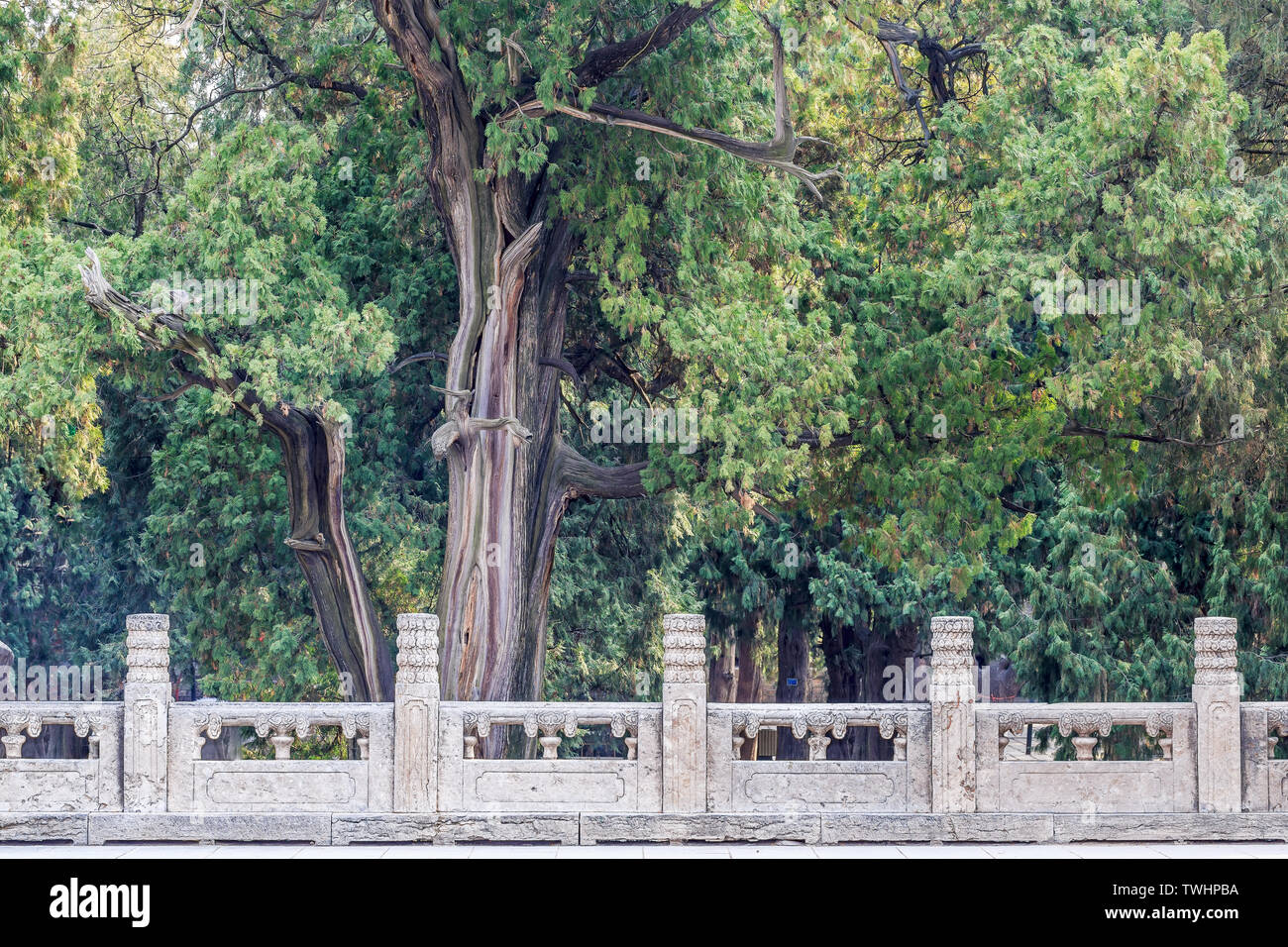 The thousand-year-old tree in the Dai Temple Stock Photo - Alamy