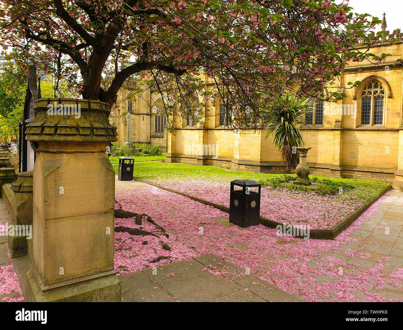 Pink cherry blossom petals covering the ground under a sakura tree ...